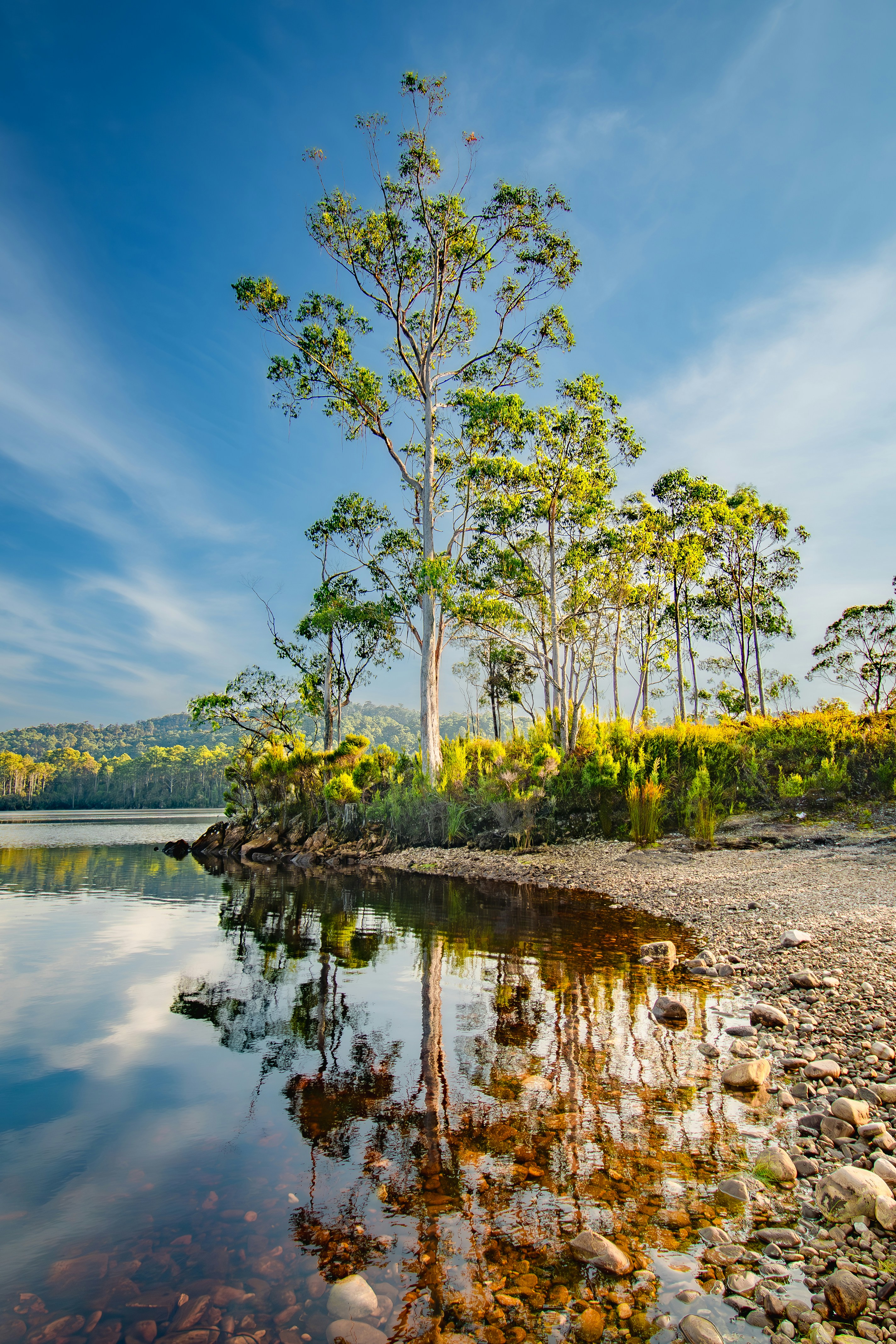 Pine Sentinels Over a Glassy Lake
