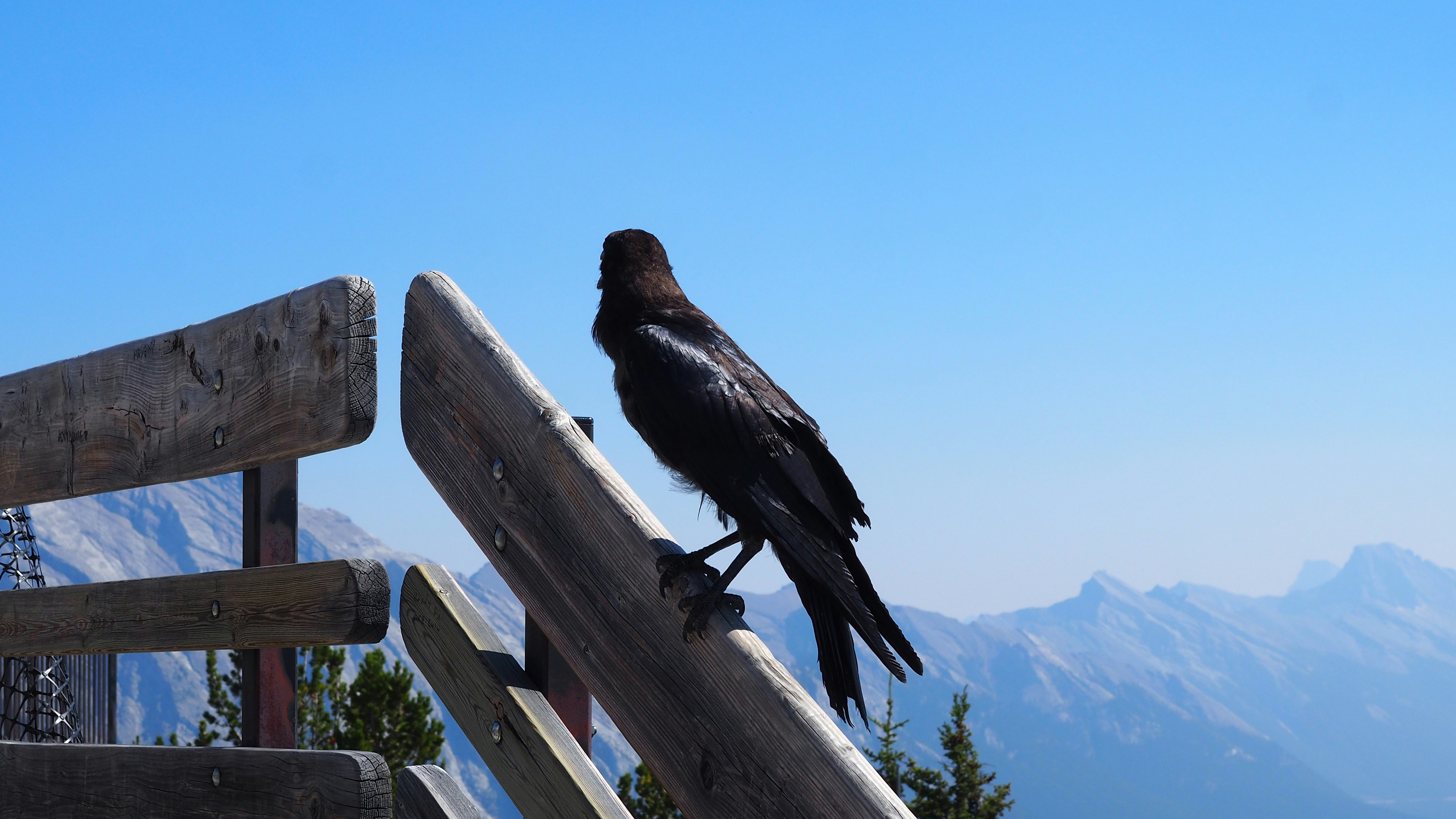 Raven on Weathered Rails Over Alpine Blue