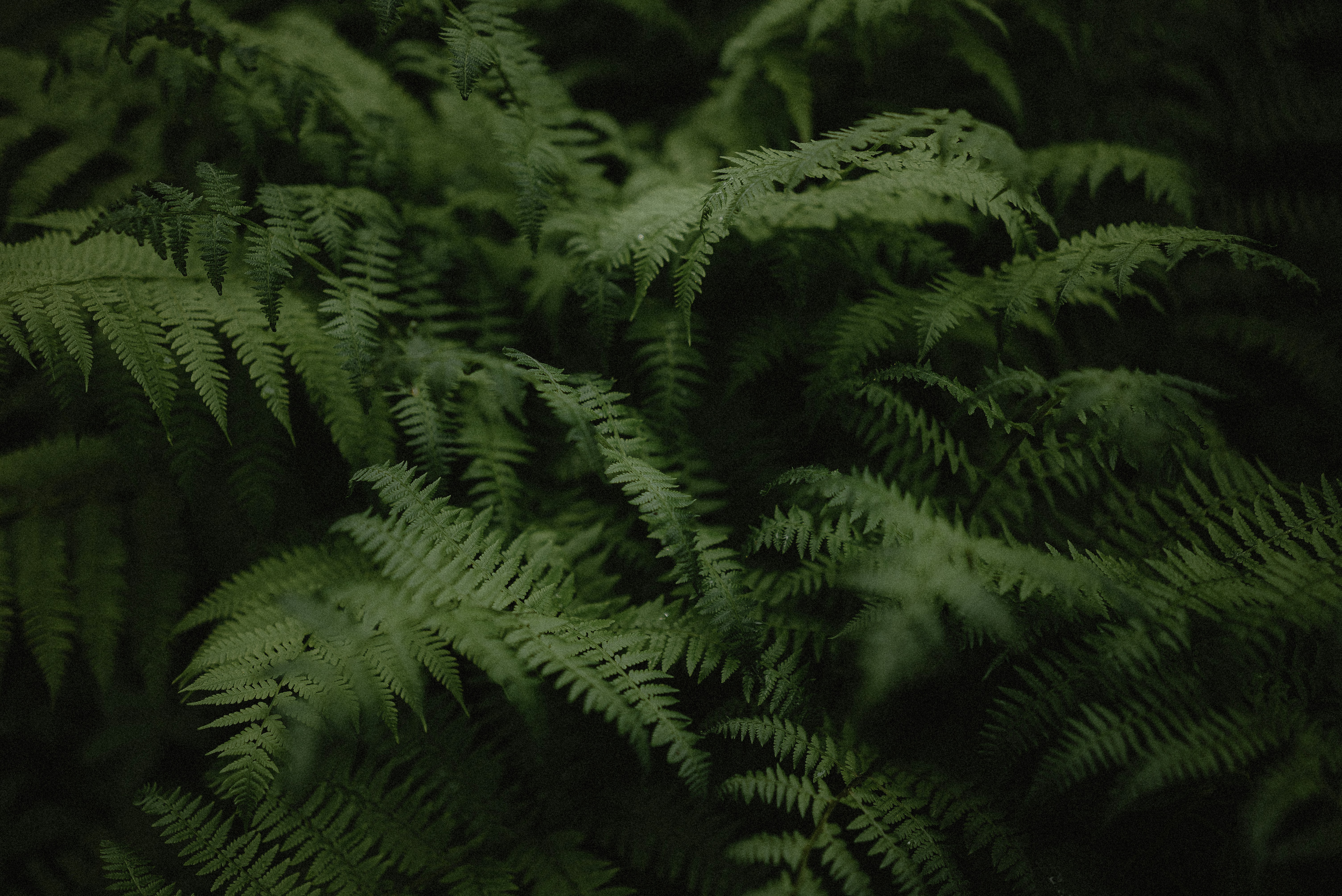 A close up of a bunch of green plants photo – Free Wallpaper for mobile ...