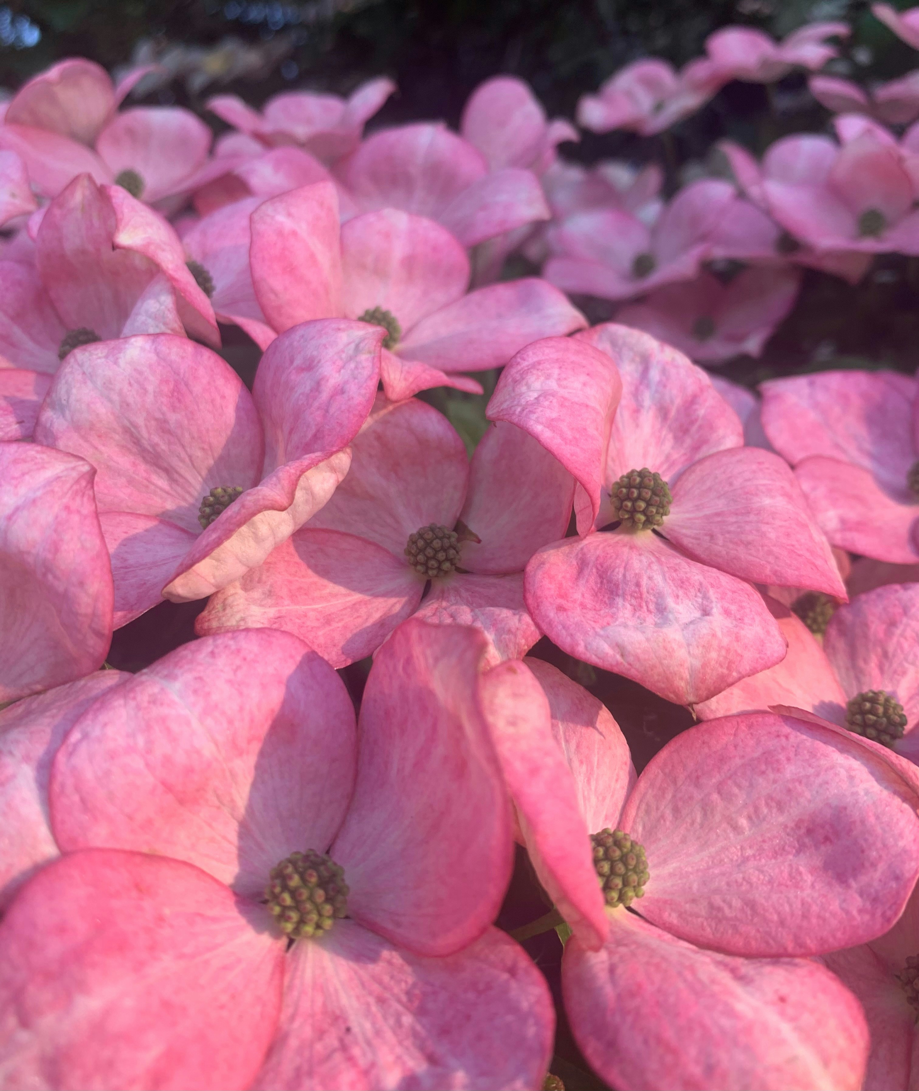 Pink Dogwood