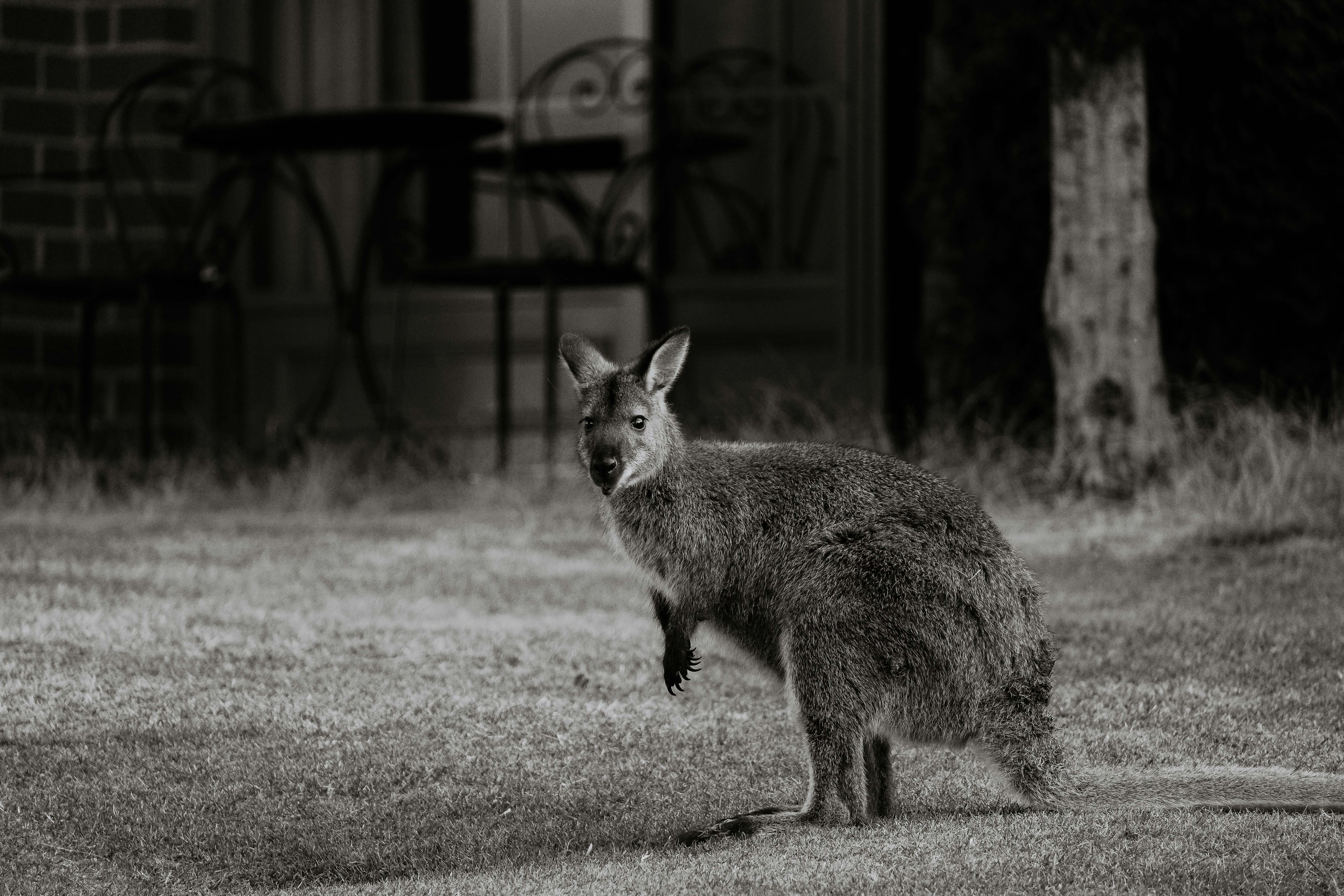 Monochrome Pause: Wallaby Stands Guard on a Quiet Park Lawn