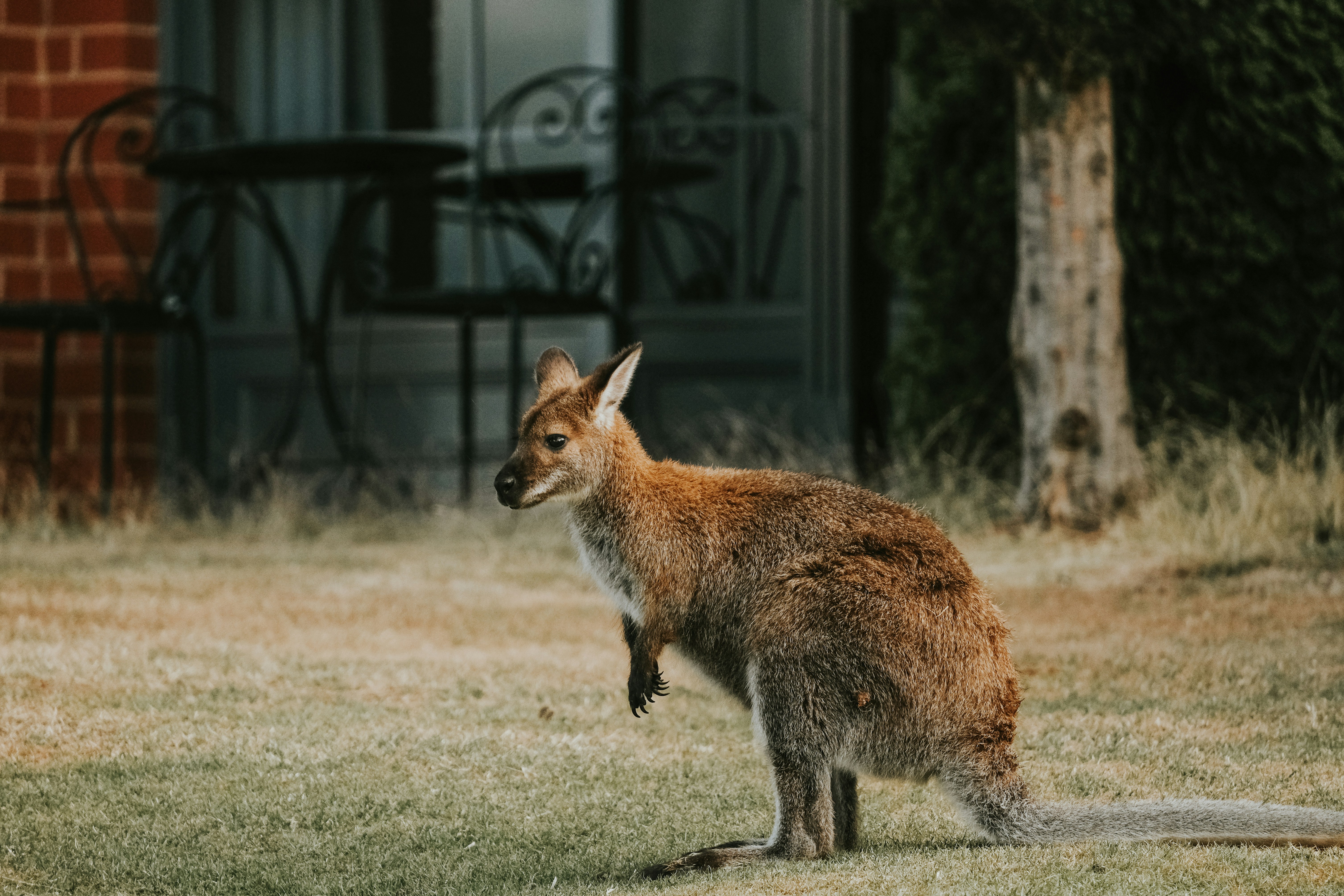 Suburban Fox Pause on a Sunlit Lawn