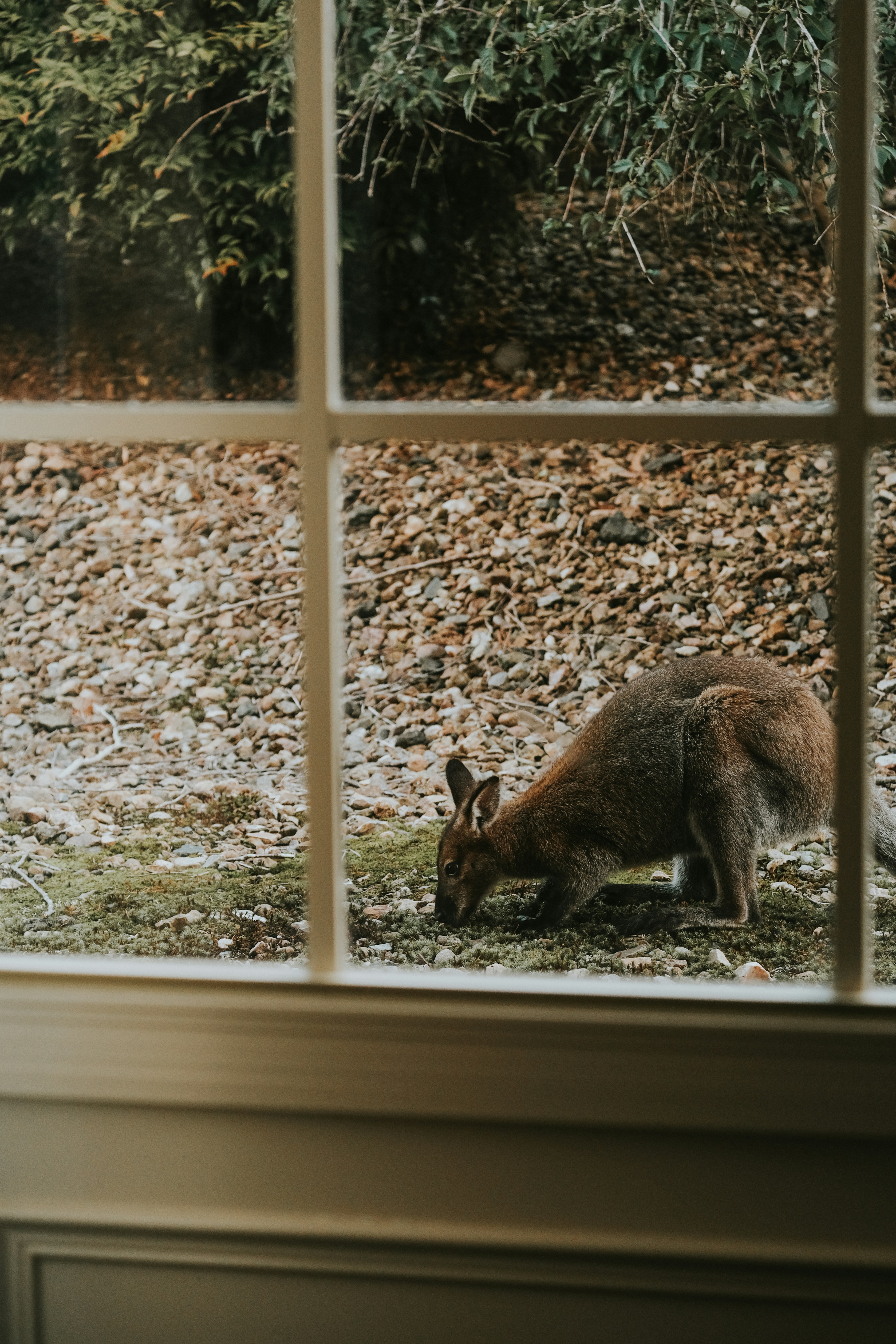 A kangaroo eating grass in front of a window photo – Free Animal Image ...