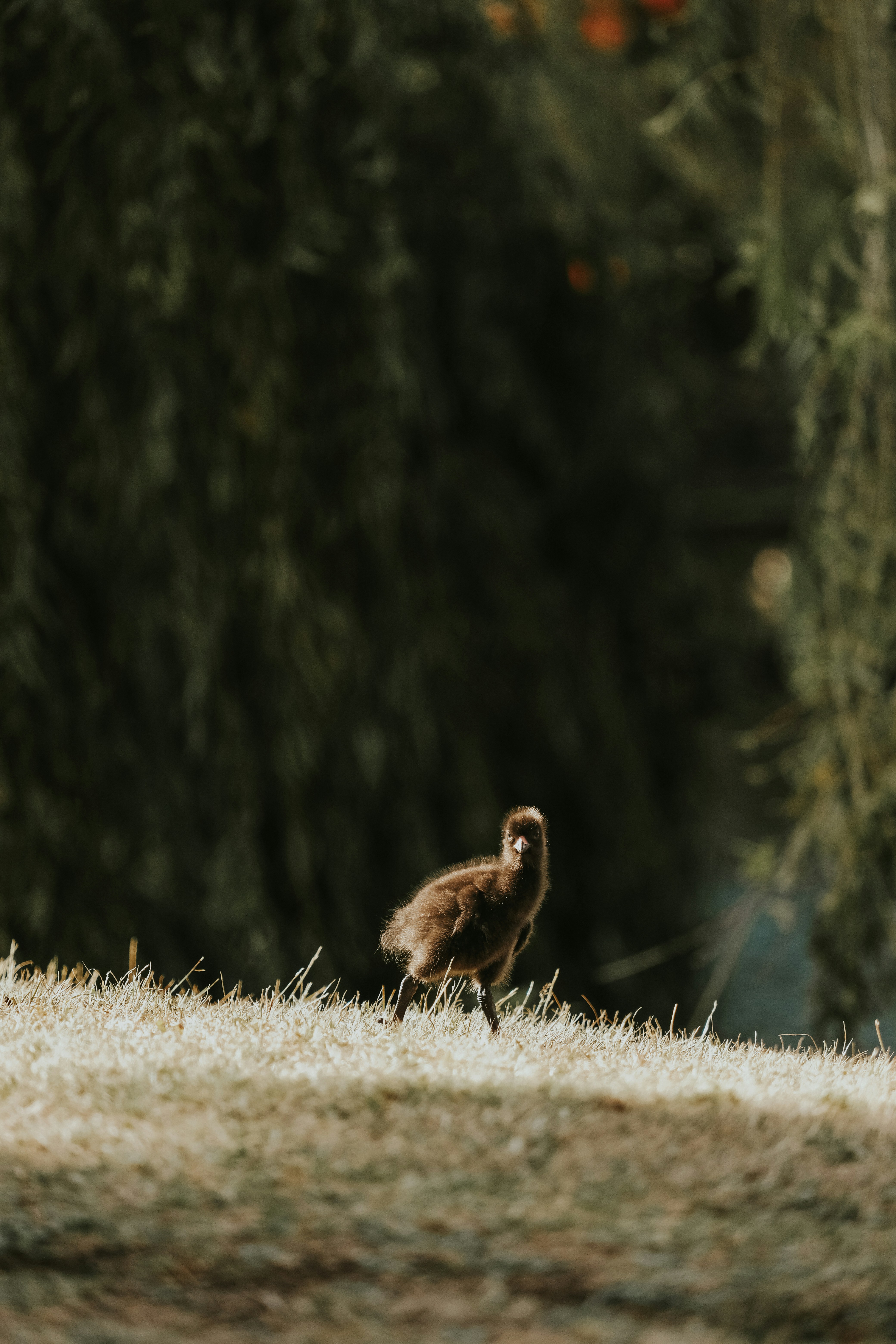 Solitary Chick in Golden Grass: Quiet Light by Shadowed Woods