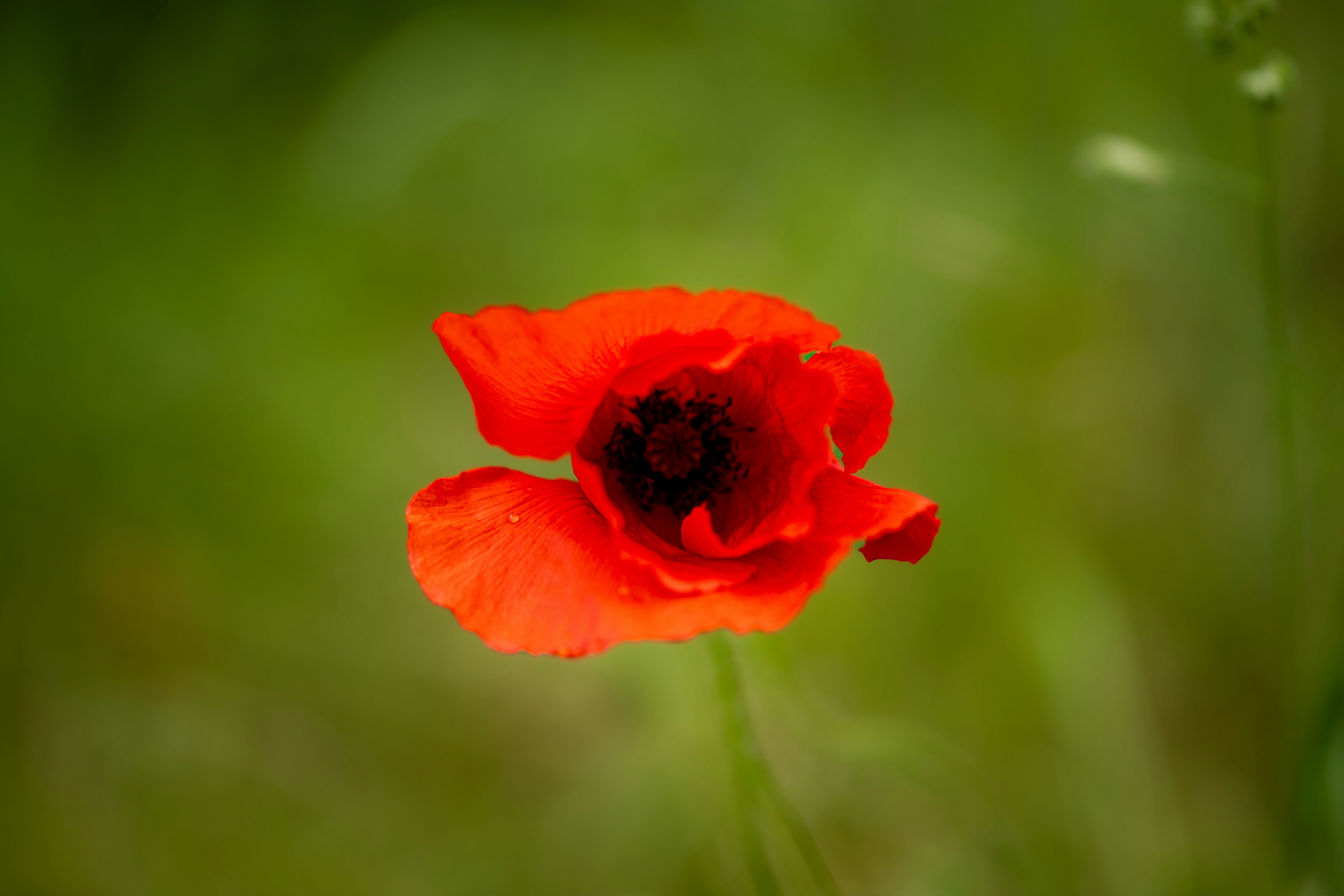 A single red flower in a green field photo – Free Nachtigallenhof ...