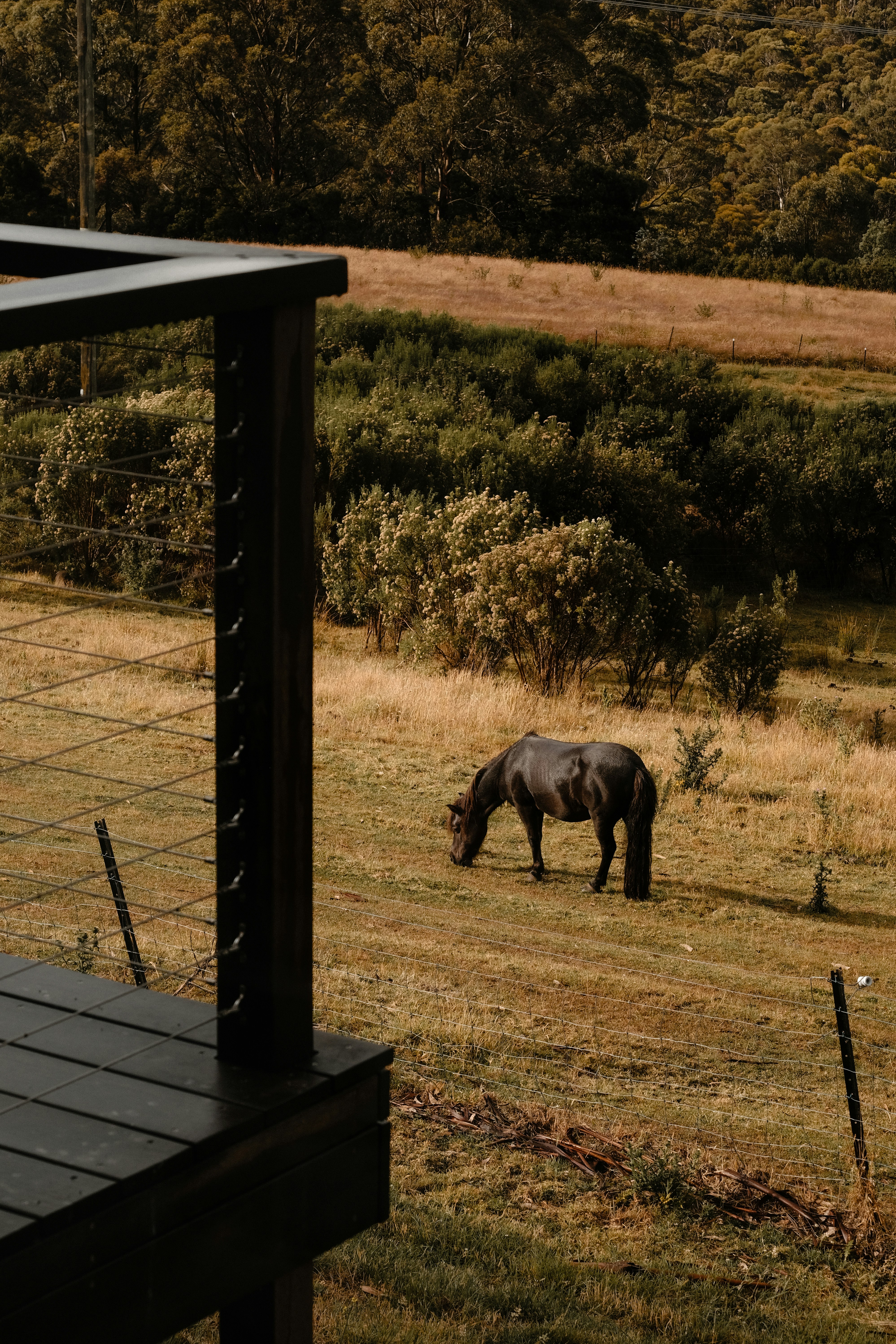 Sunlit Hoofprints: A Horse in the Meadow Framed by a Deck