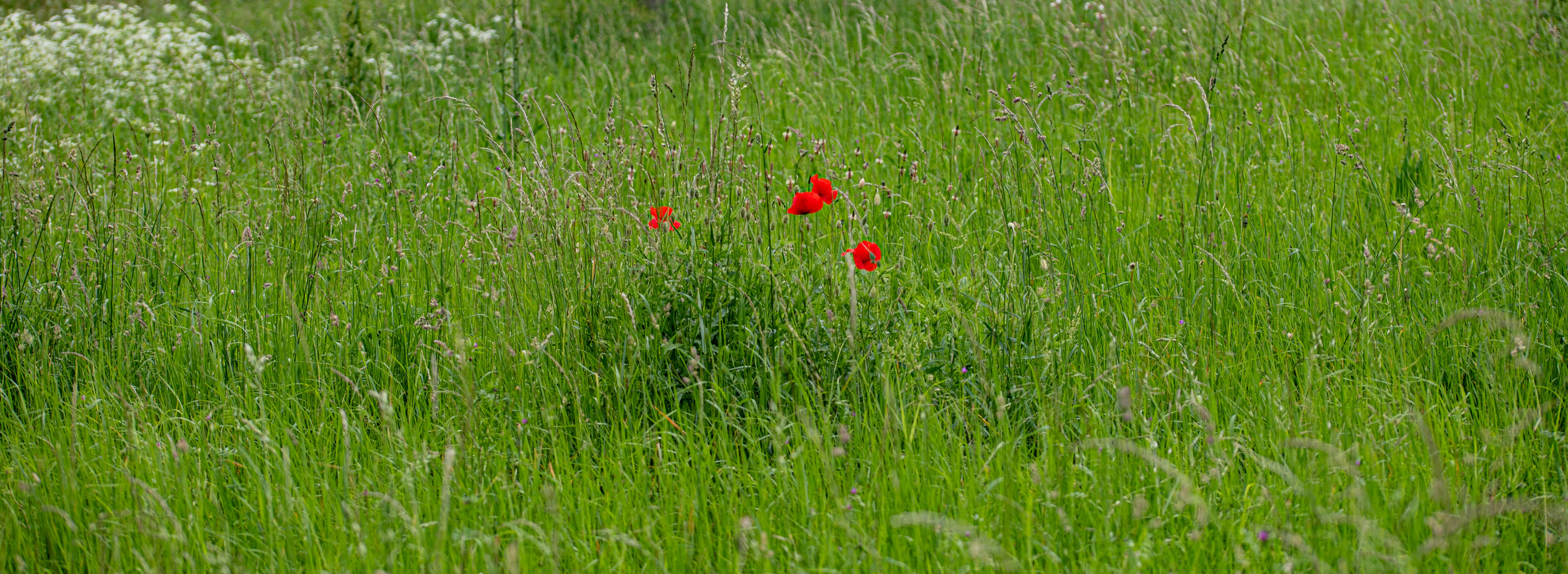 This image captures a serene meadow with tall green grass and scattered wildflowers, including a cluster of bright red poppies in the foreground. The natural landscape extends into the distance, showcasing a variety of flora in full bloom. The scene conveys a sense of tranquility and unspoiled beauty, highlighting the lush, vibrant environment of the countryside.
