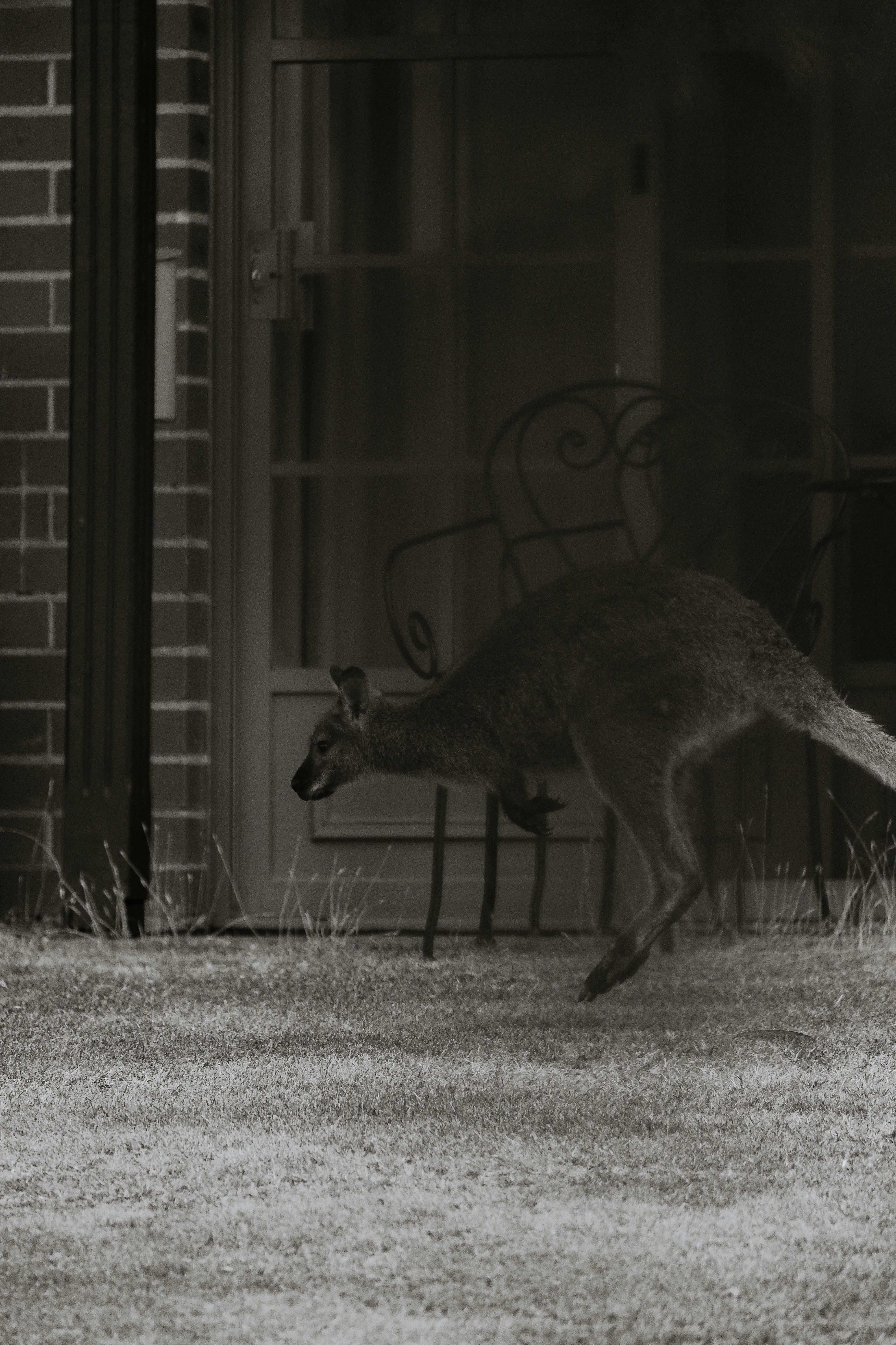 Midstride Roo at the Quiet Brick Porch