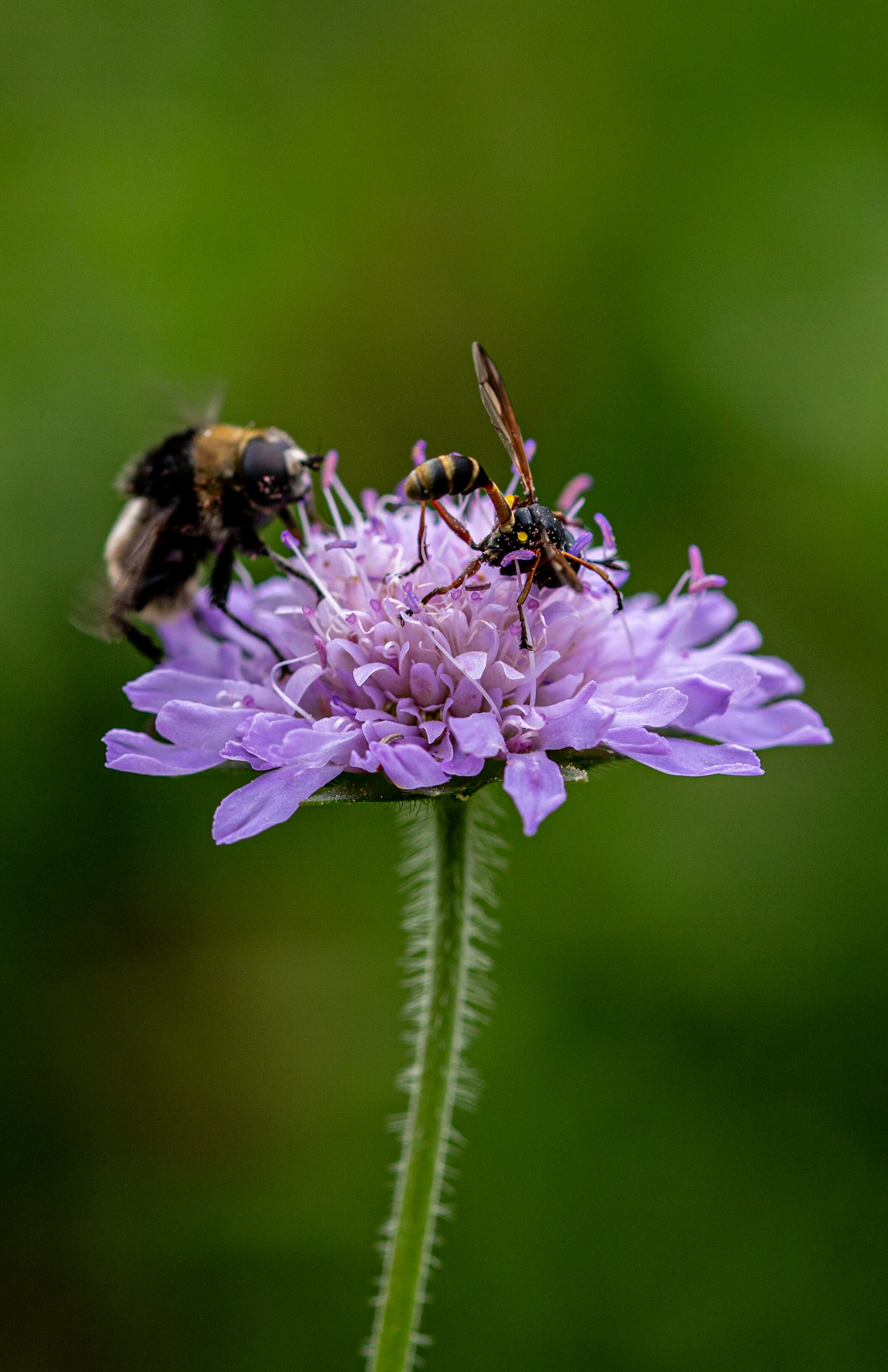 A couple of bees are on a purple flower photo – Free Wallertheim Image ...