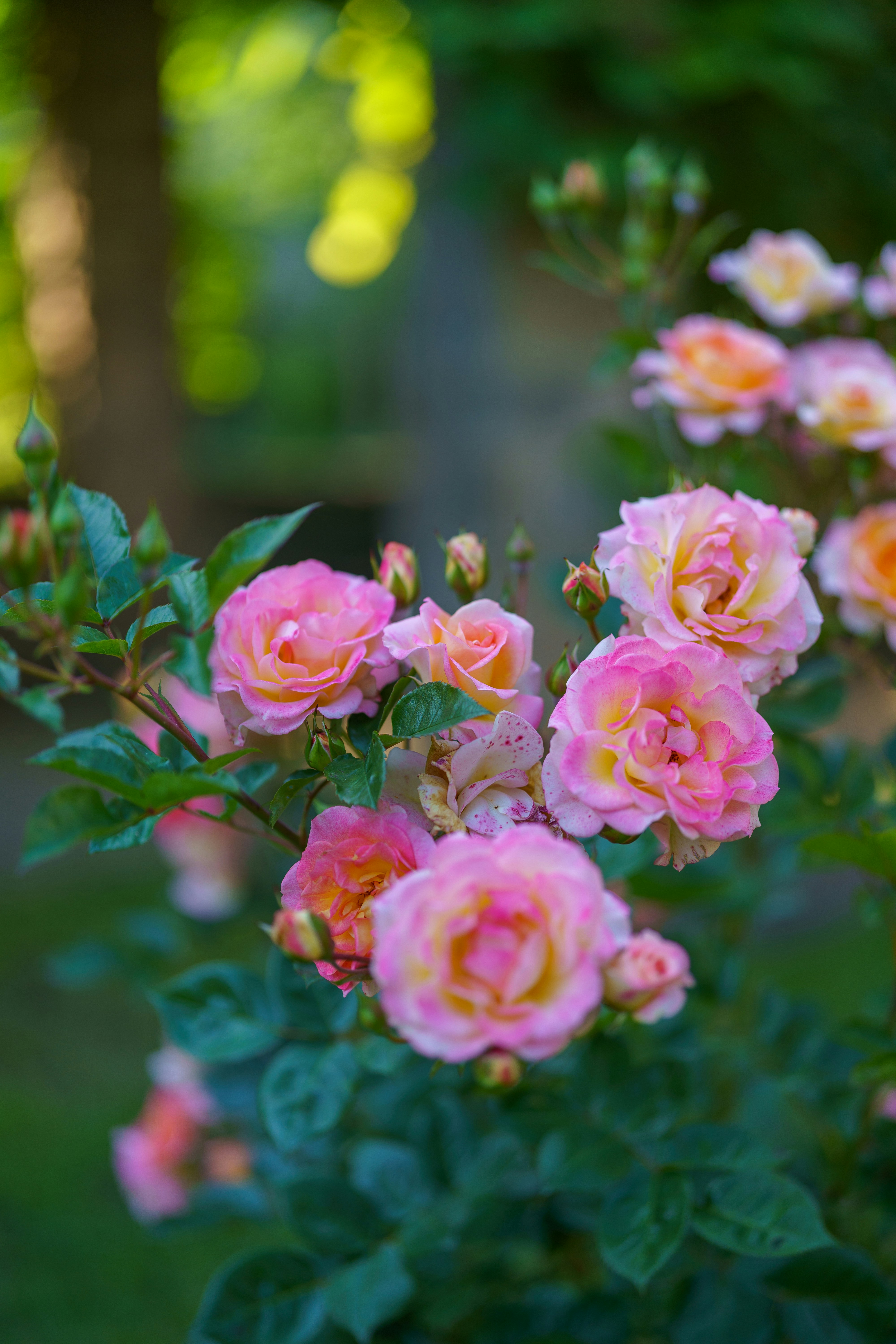 A bush of pink roses with green leaves photo – Free Flower Image on ...