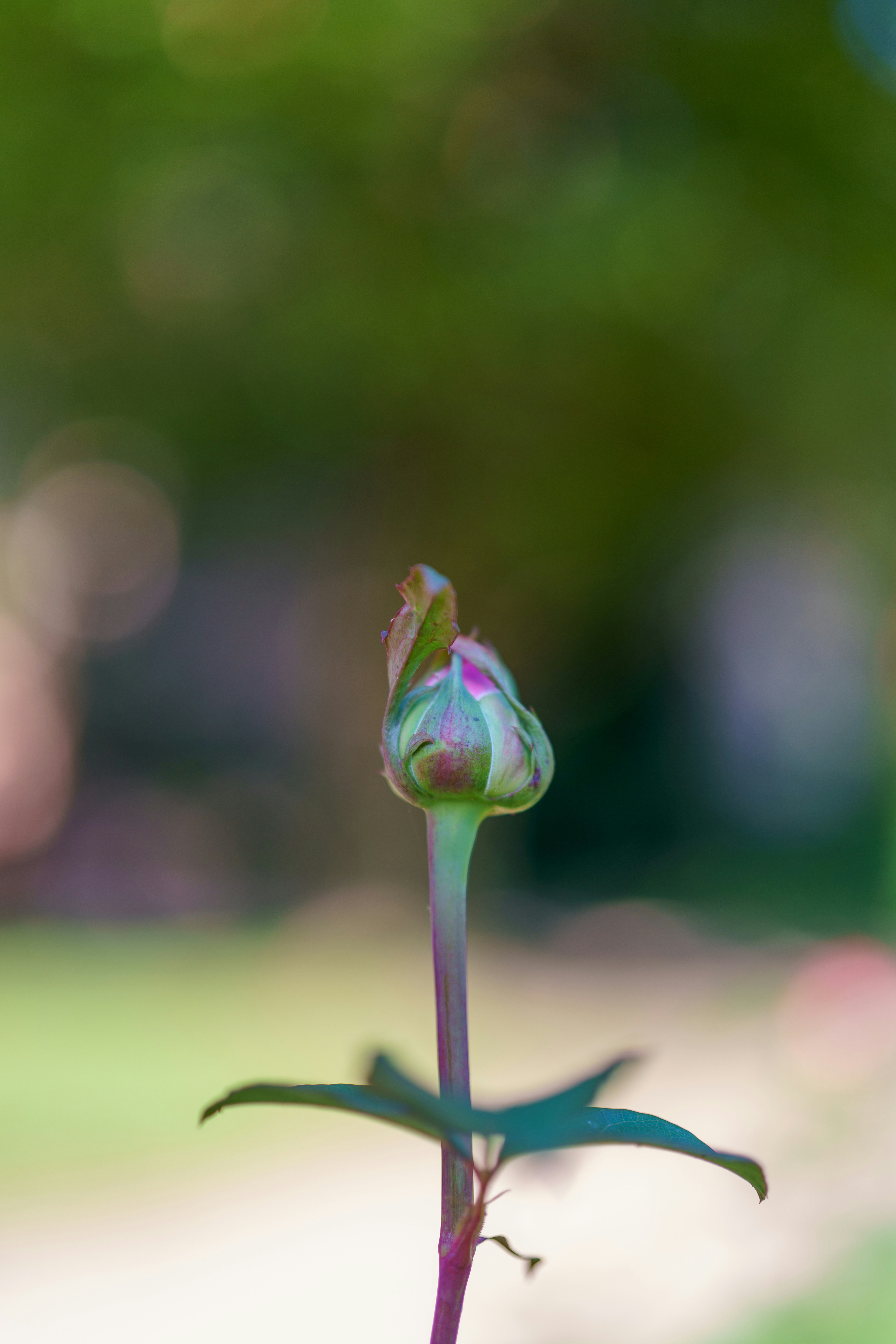 A single flower that is growing out of the ground photo – Free Germany ...