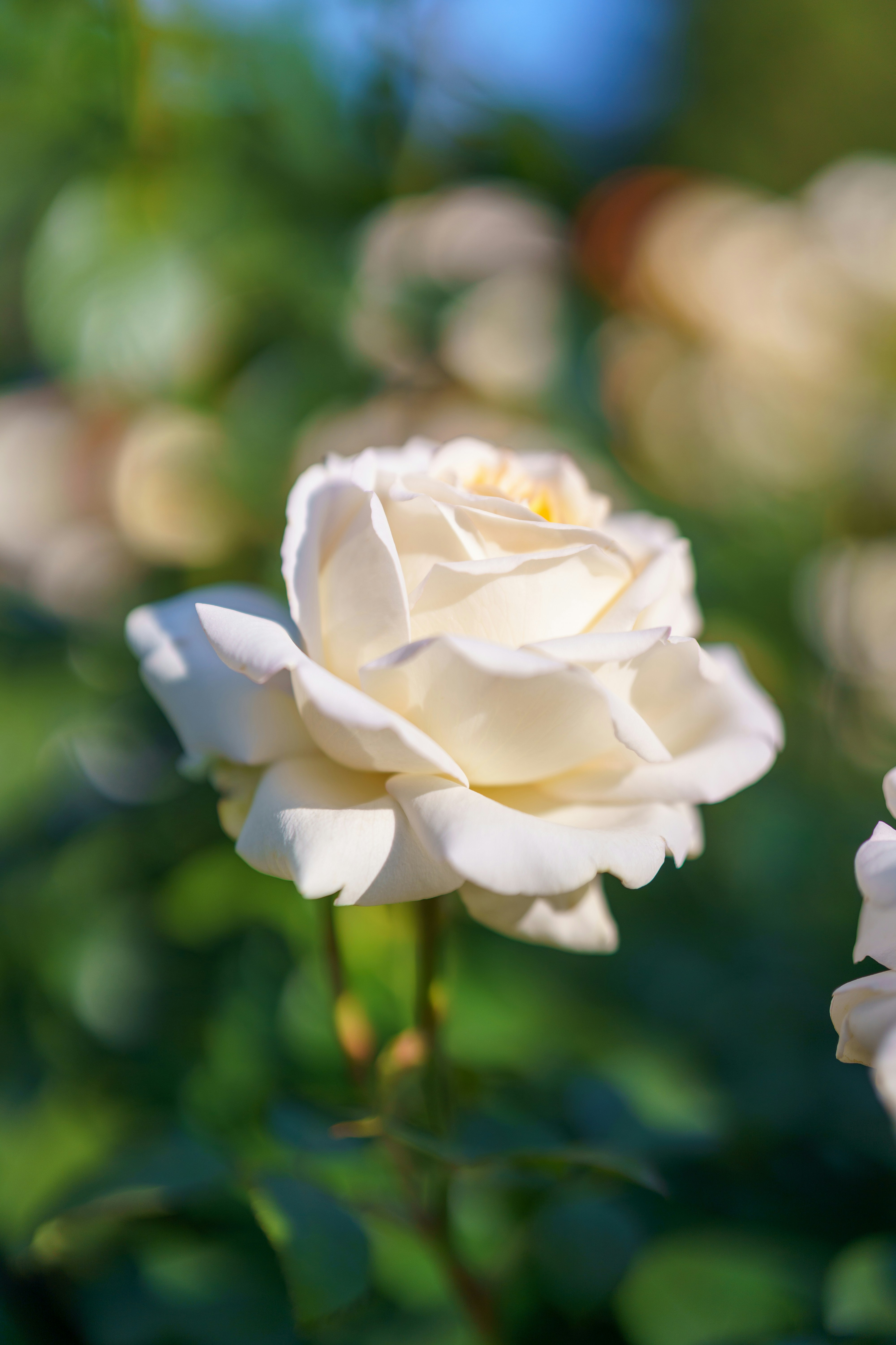 Cream-white Rose in Sunlit Bokeh: A Quiet Garden Moment