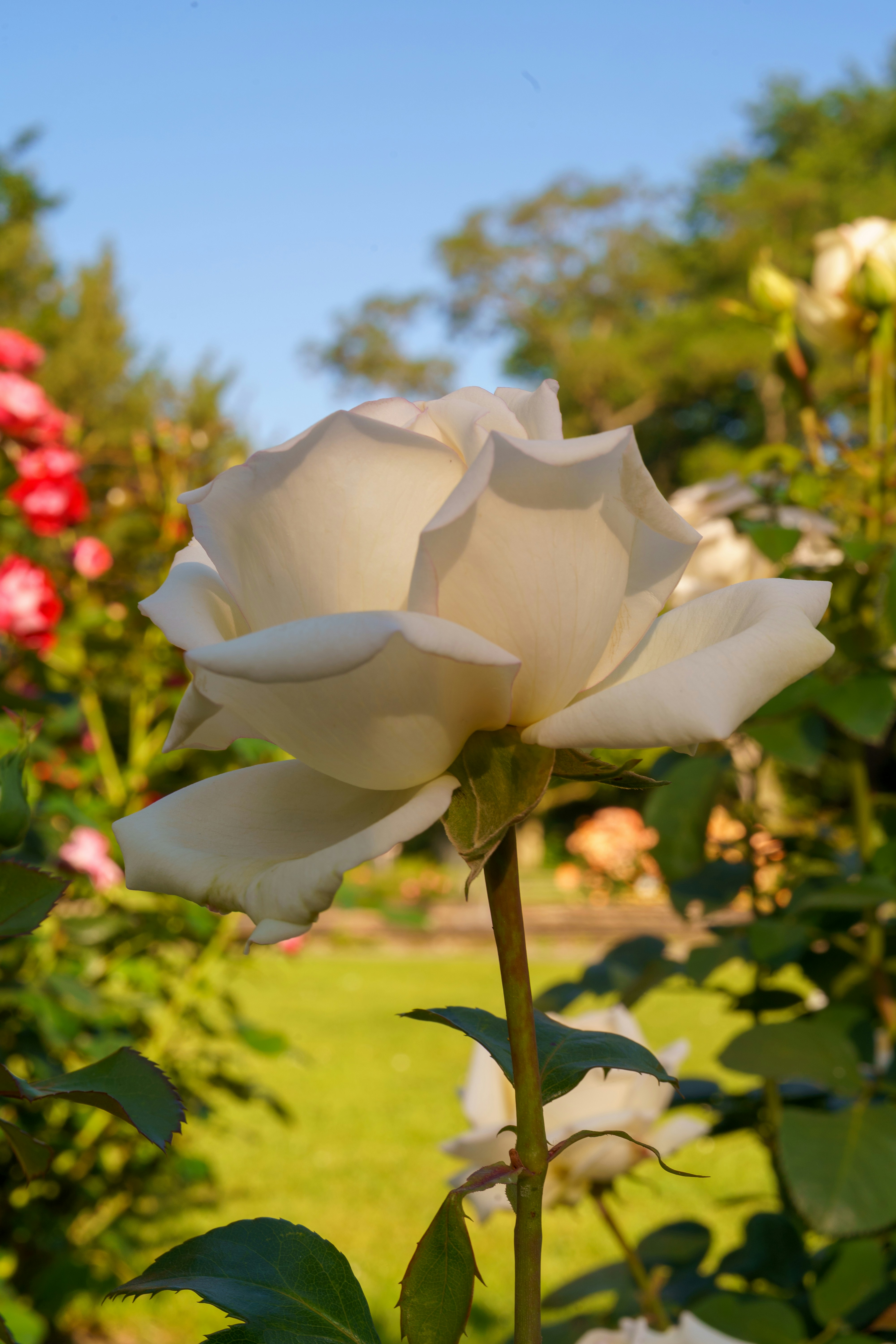 Ivory Rose in a Sunlit Garden: Crisp Petal Detail Against Gentle Bokeh