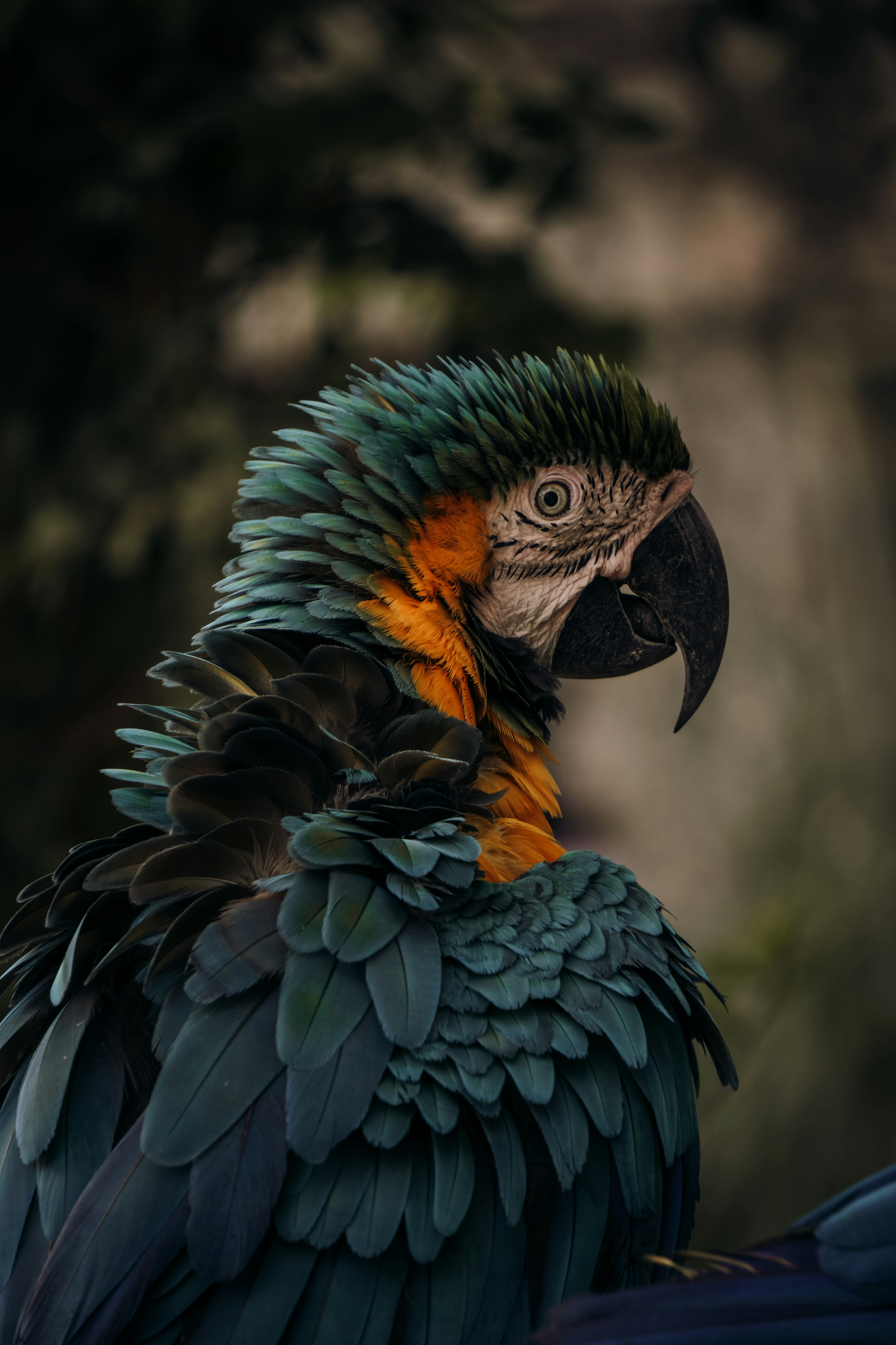 Verdant Crest in Dappled Light: A Macaw's Portrait