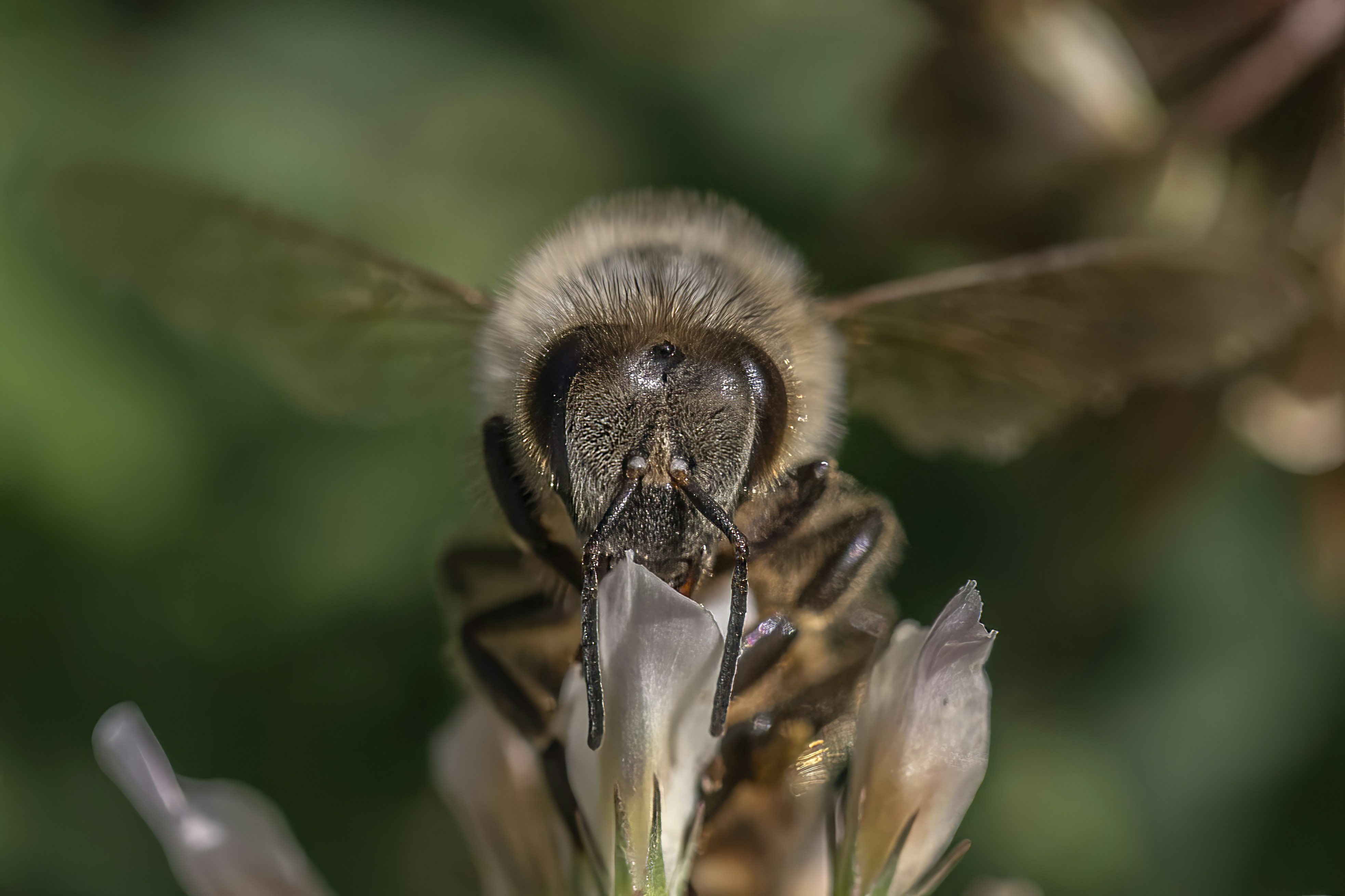 Bee Portrait on Bloom: Macro Face Amid Soft Green Bokeh