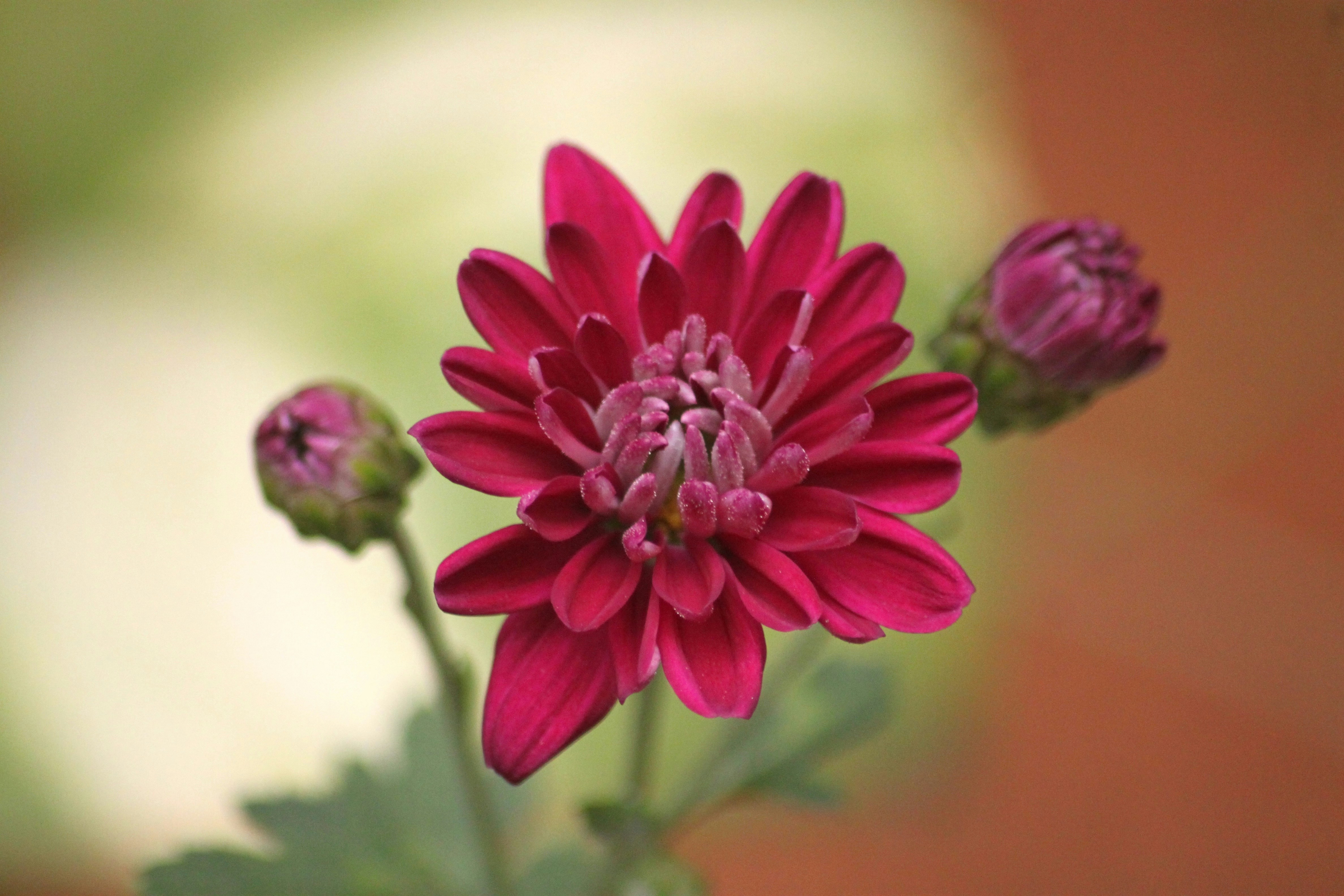 Capturing a flower and its two buds, illustrating the cyclical beauty of nature.