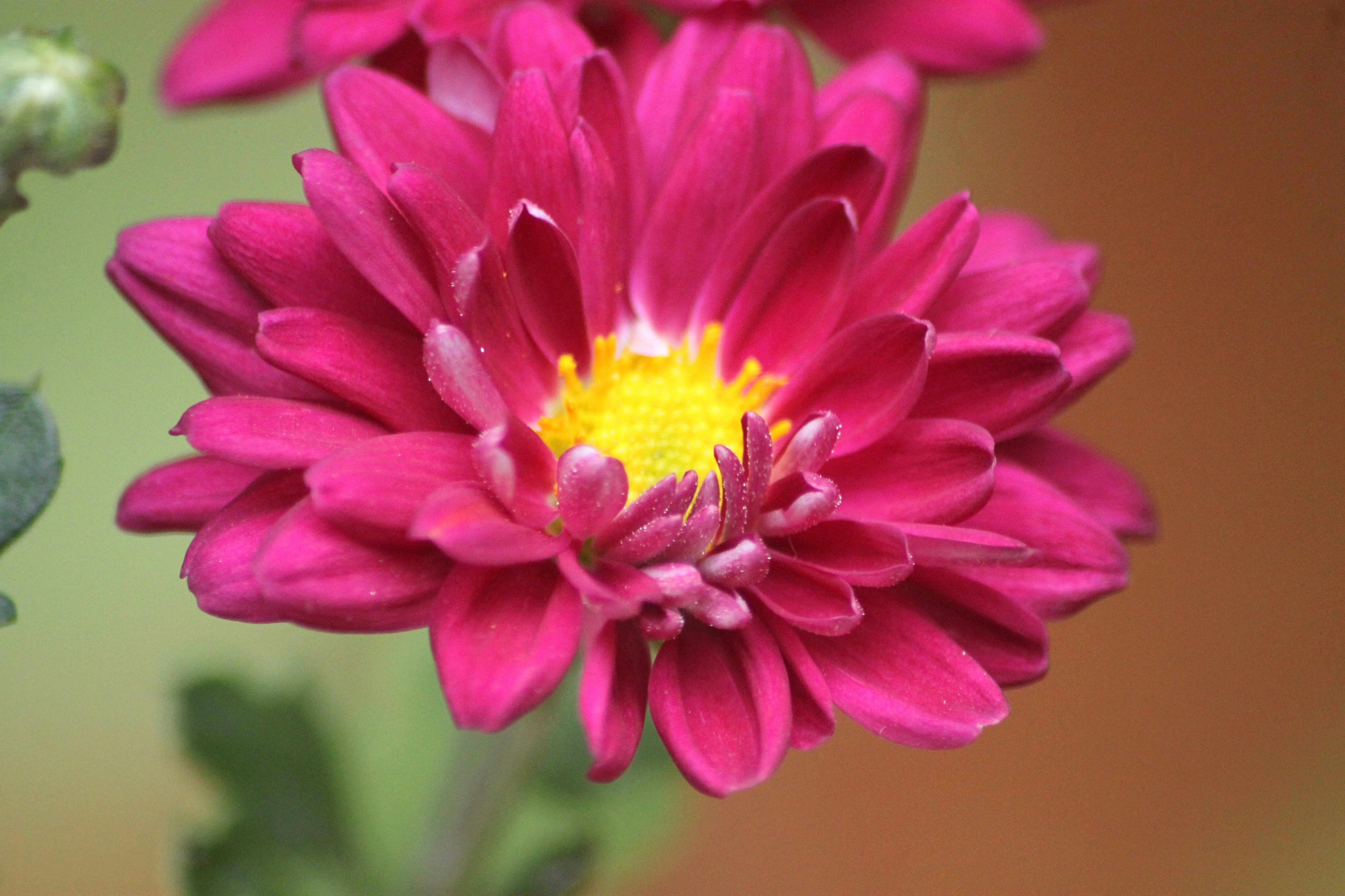 A detailed portrait of a pink bloom, focusing on its multi-layered petals and radiant yellow core. The subtle green backdrop enhances the flower’s natural beauty, emphasizing its color and form.