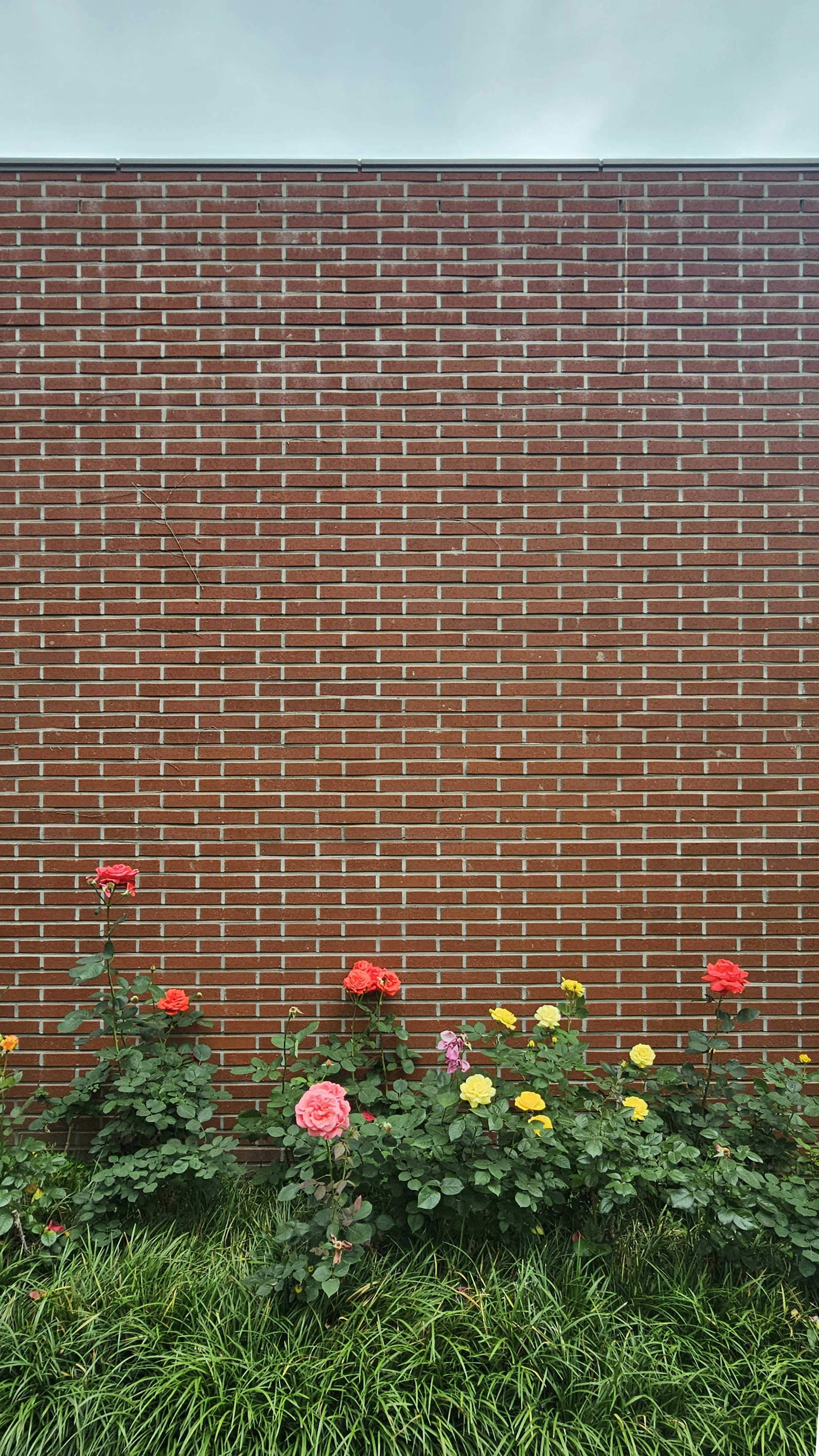 Roses at the Foot of a Brick Facade