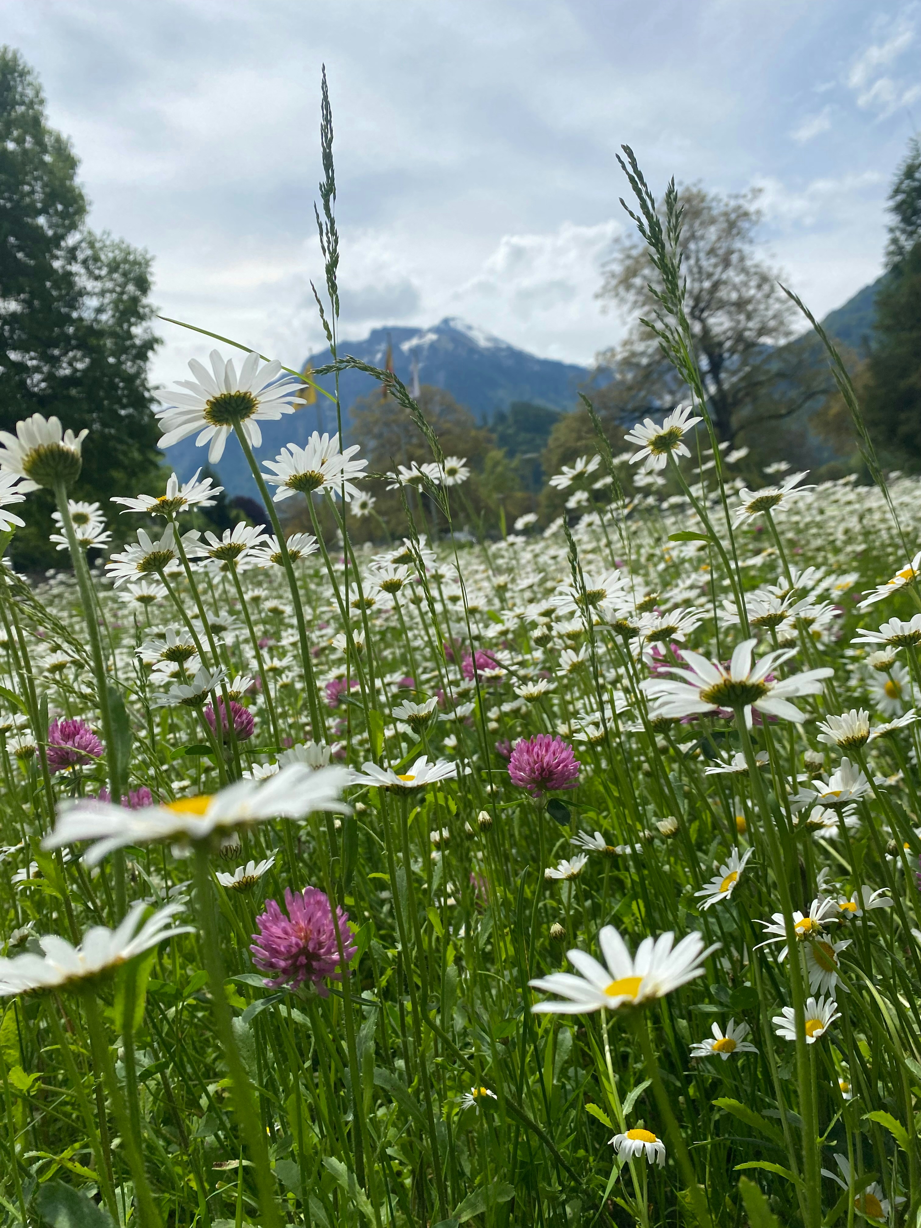Alpine Meadow in Bloom: Daisies and Clover Against a Snowy Ridge
