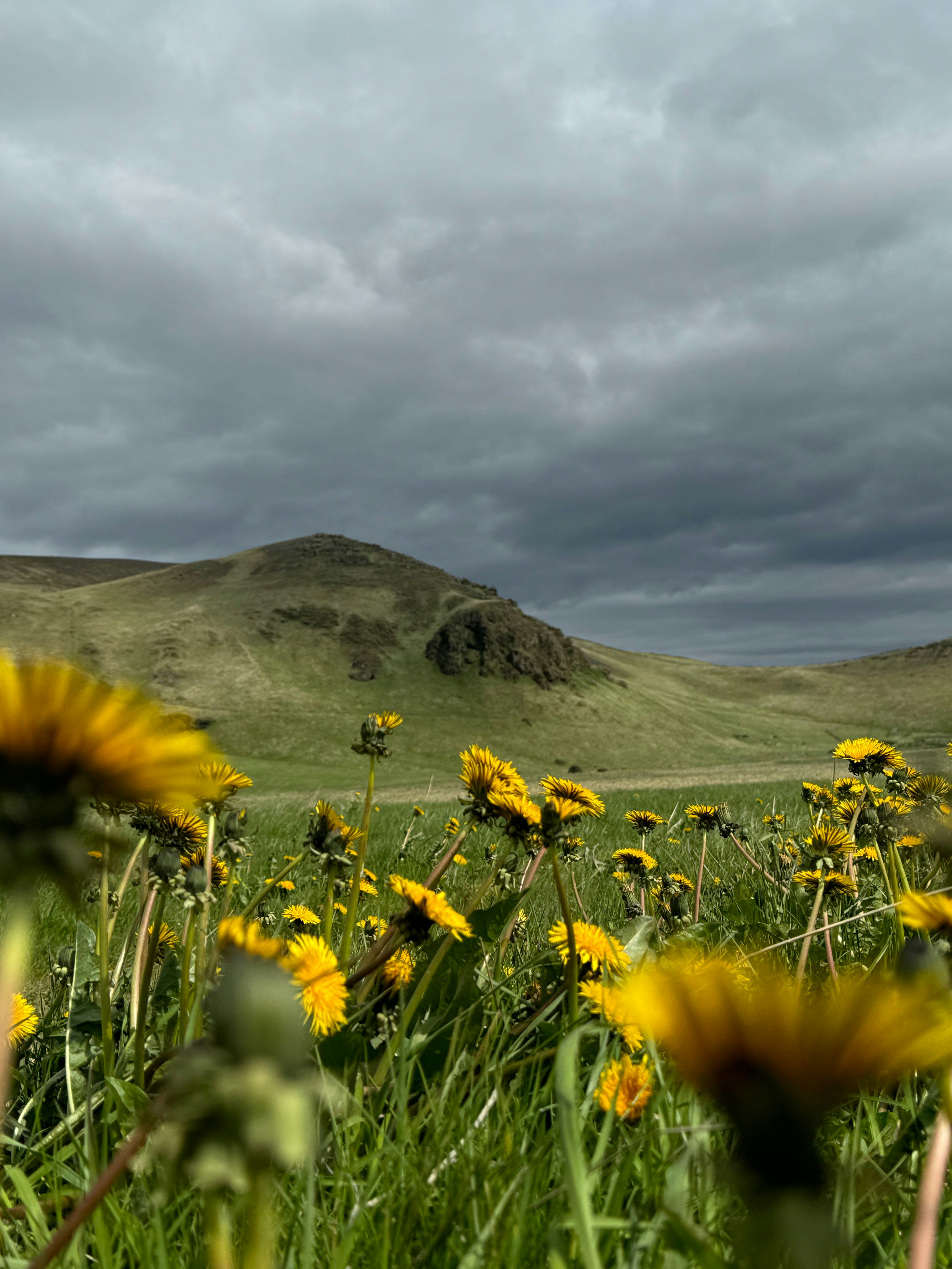 Golden Dandelions at the Ridge: A Meadow Under a Stormy Sky