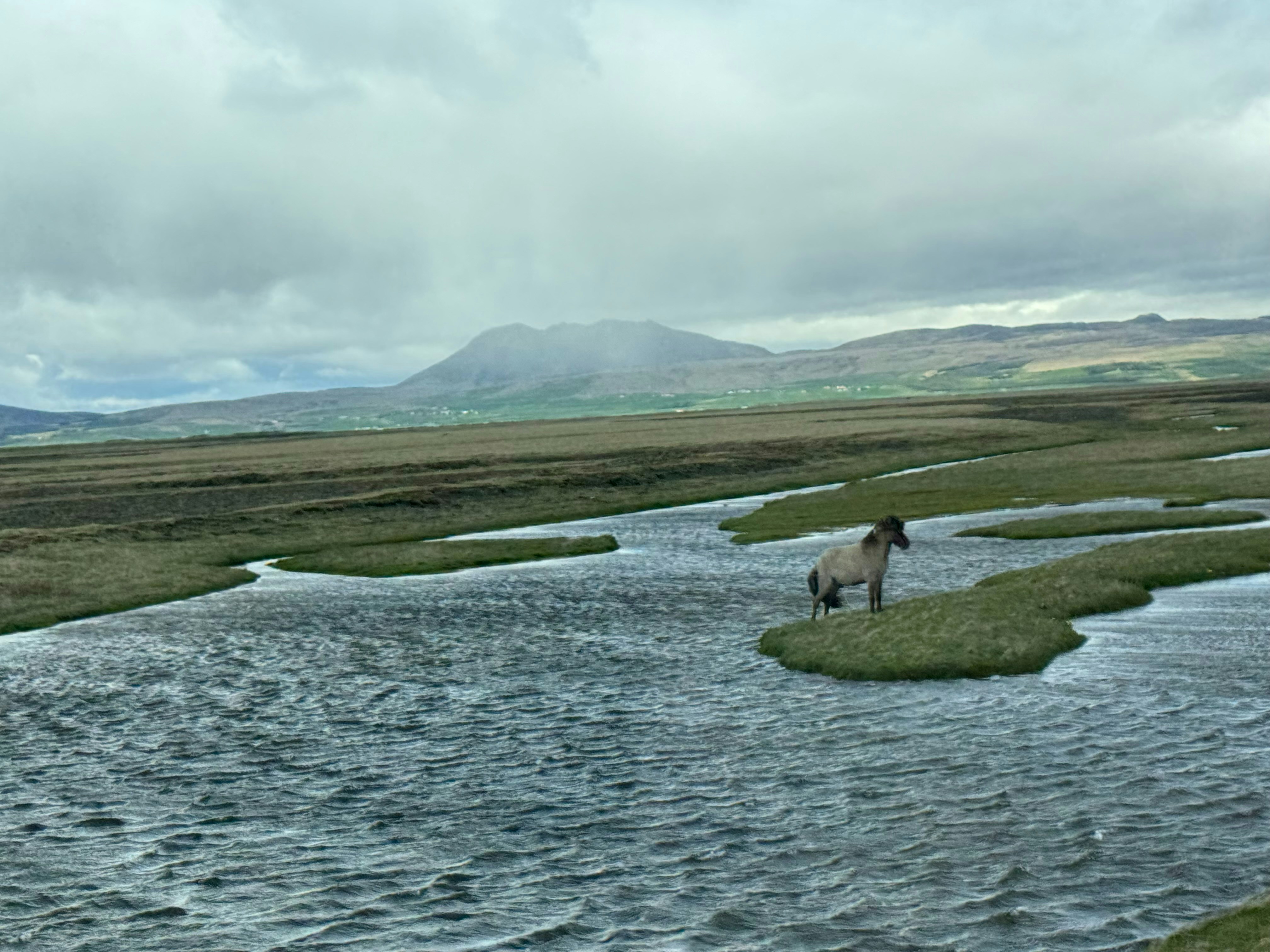 Driving past a horse during an arctic storm in Iceland, 2024.