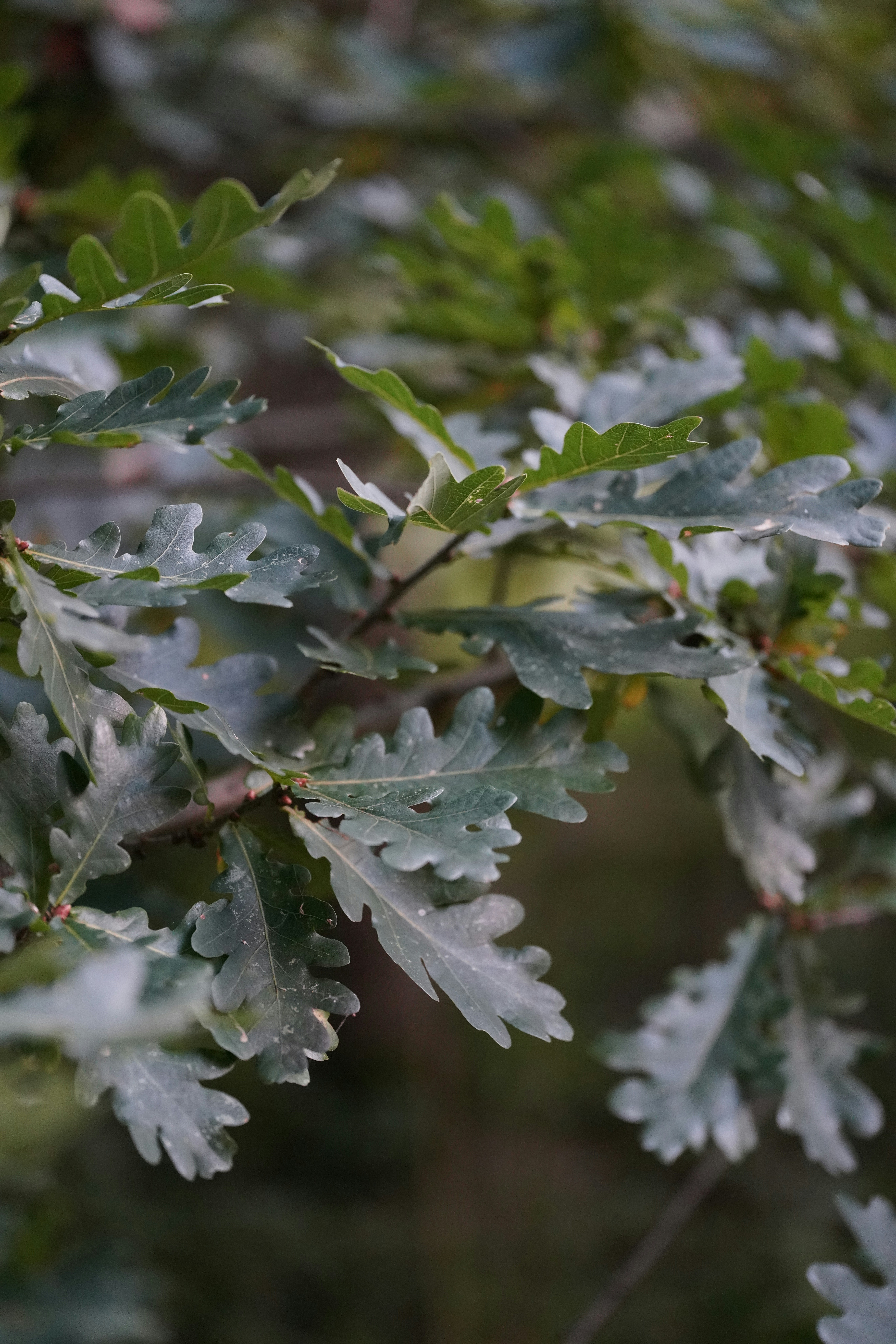 Macro image of oak leaves