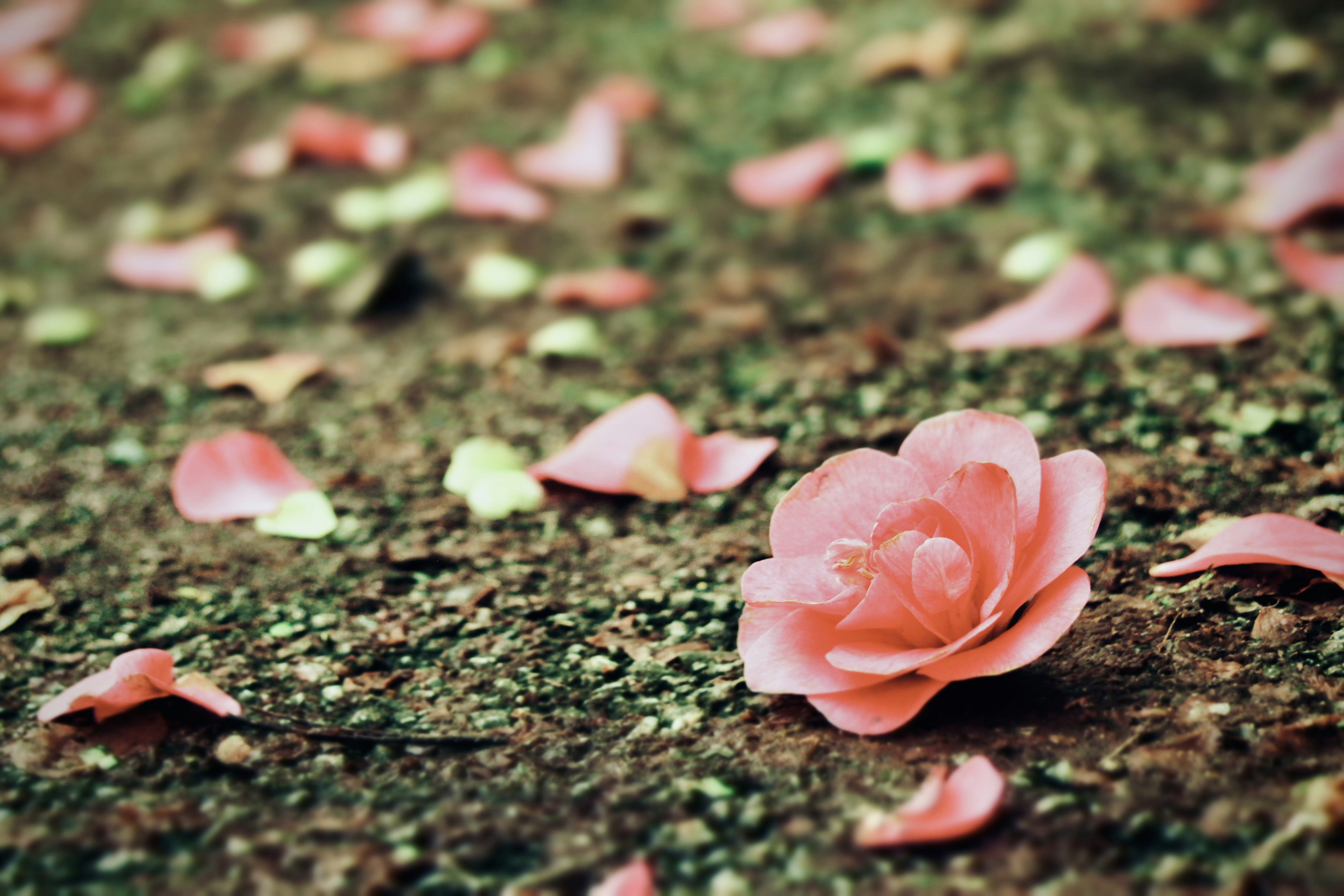 A pink rose laying on the ground surrounded by petals photo – Free ...