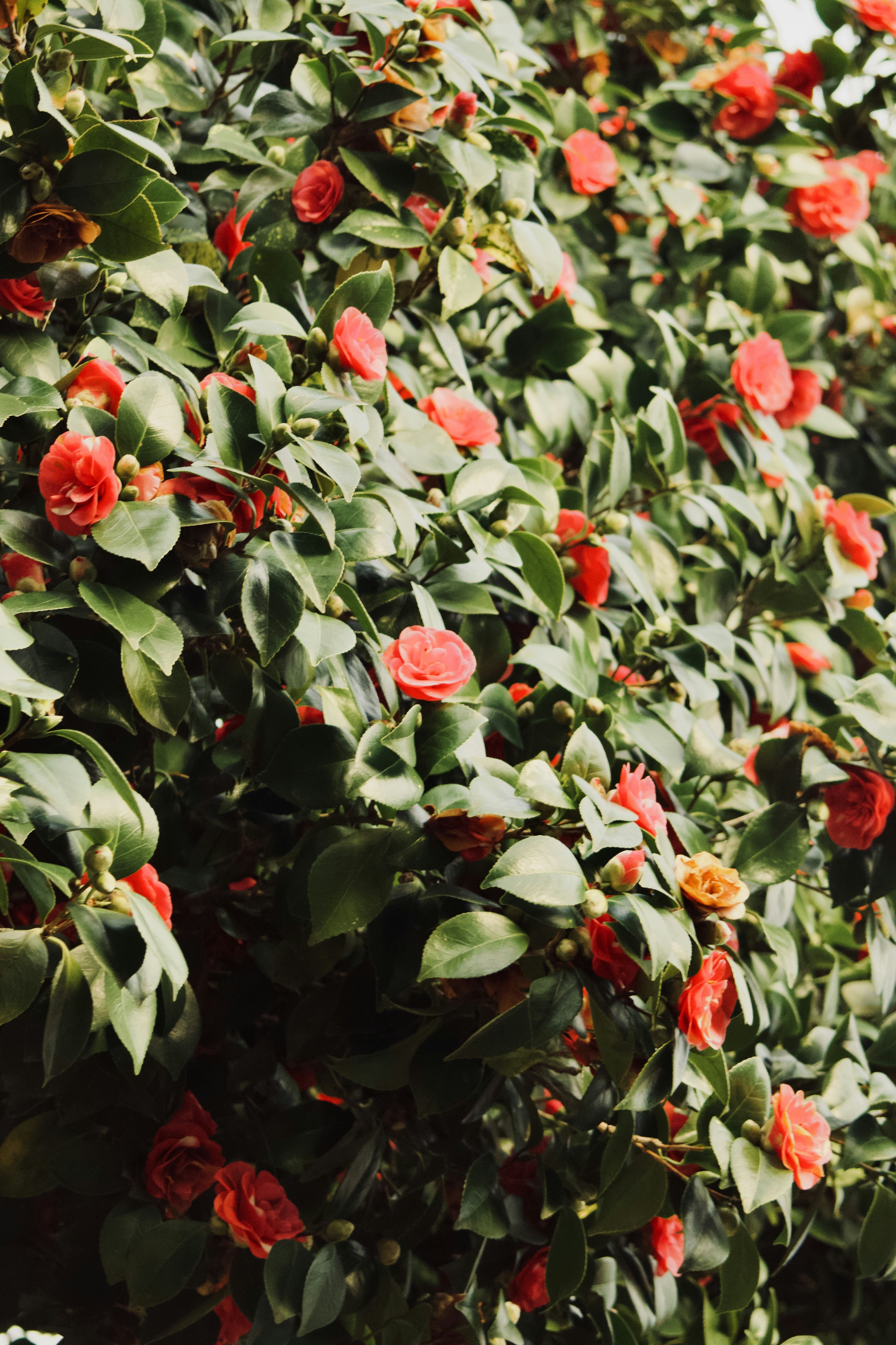 Crimson Camellias Nestled Among Emerald Leaves