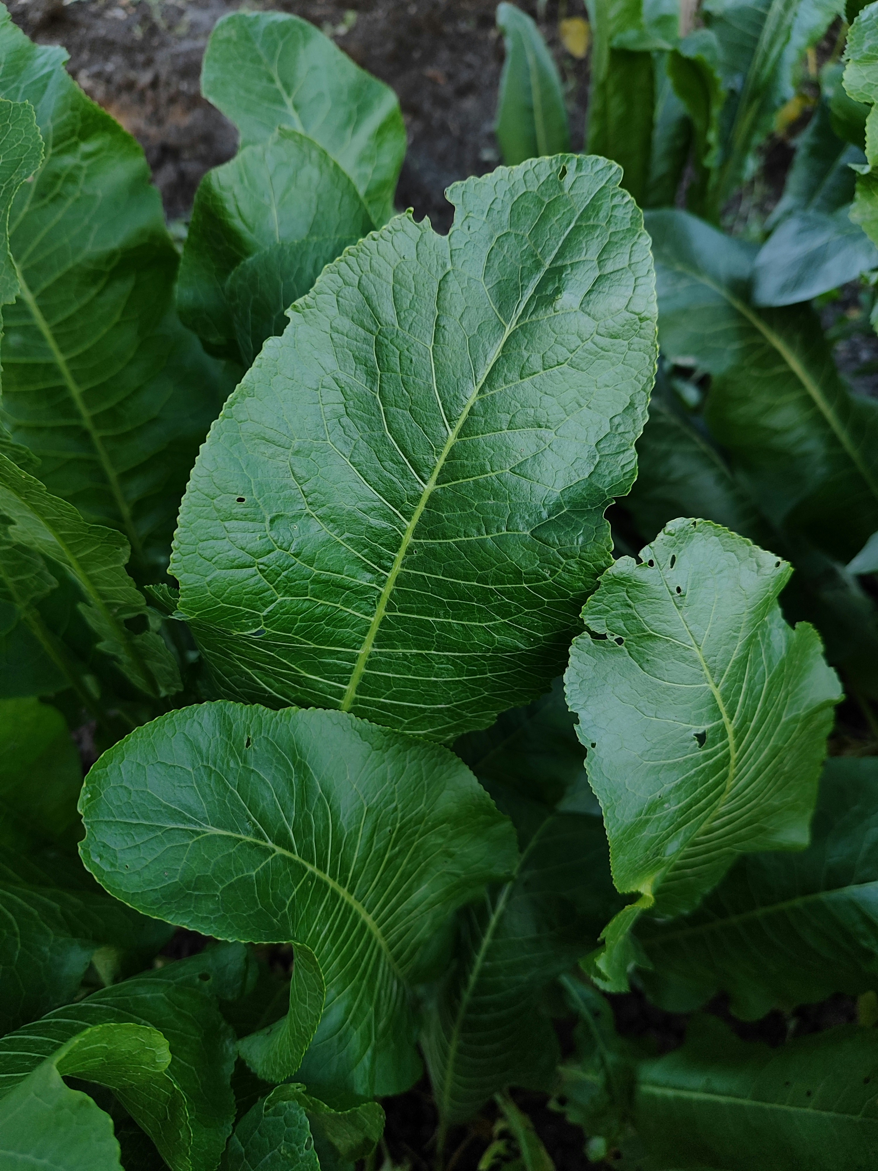 Photo by Anna Evans with Xiaomi Poco X5 Pro