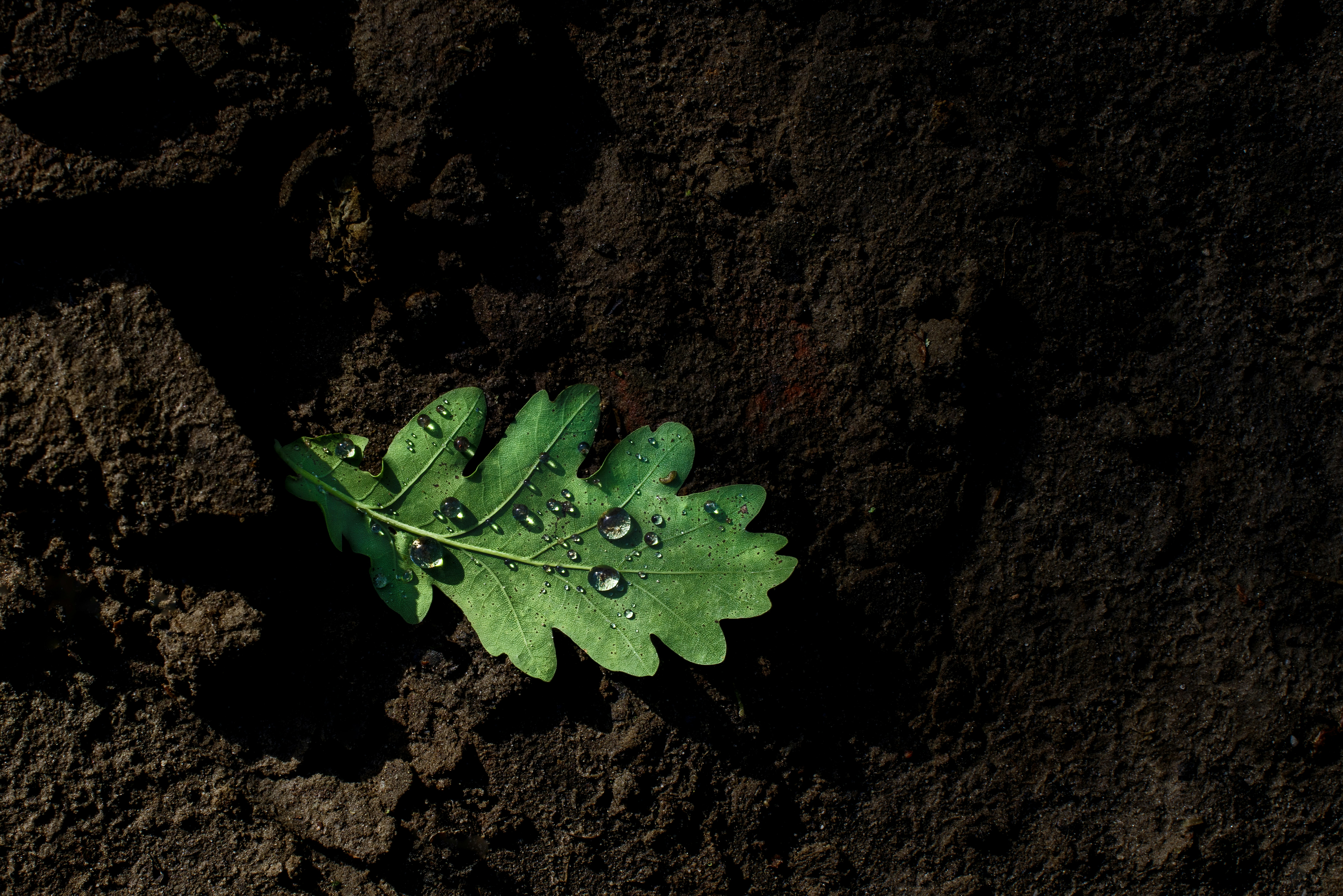 Emerald Droplets on Dark Earth: A Leaf's Quiet Moment
