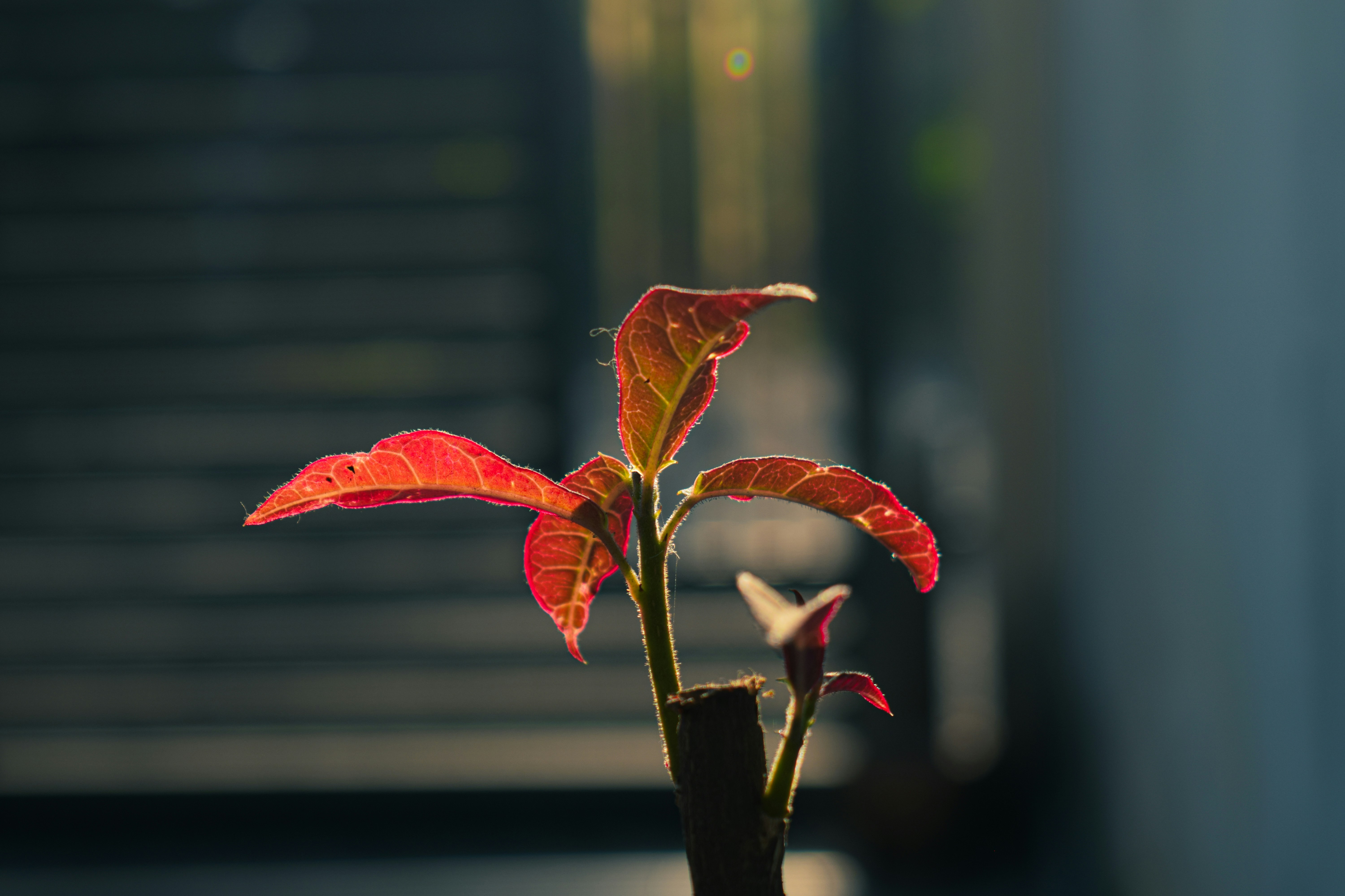 Solitary Sprout in Morning Light
