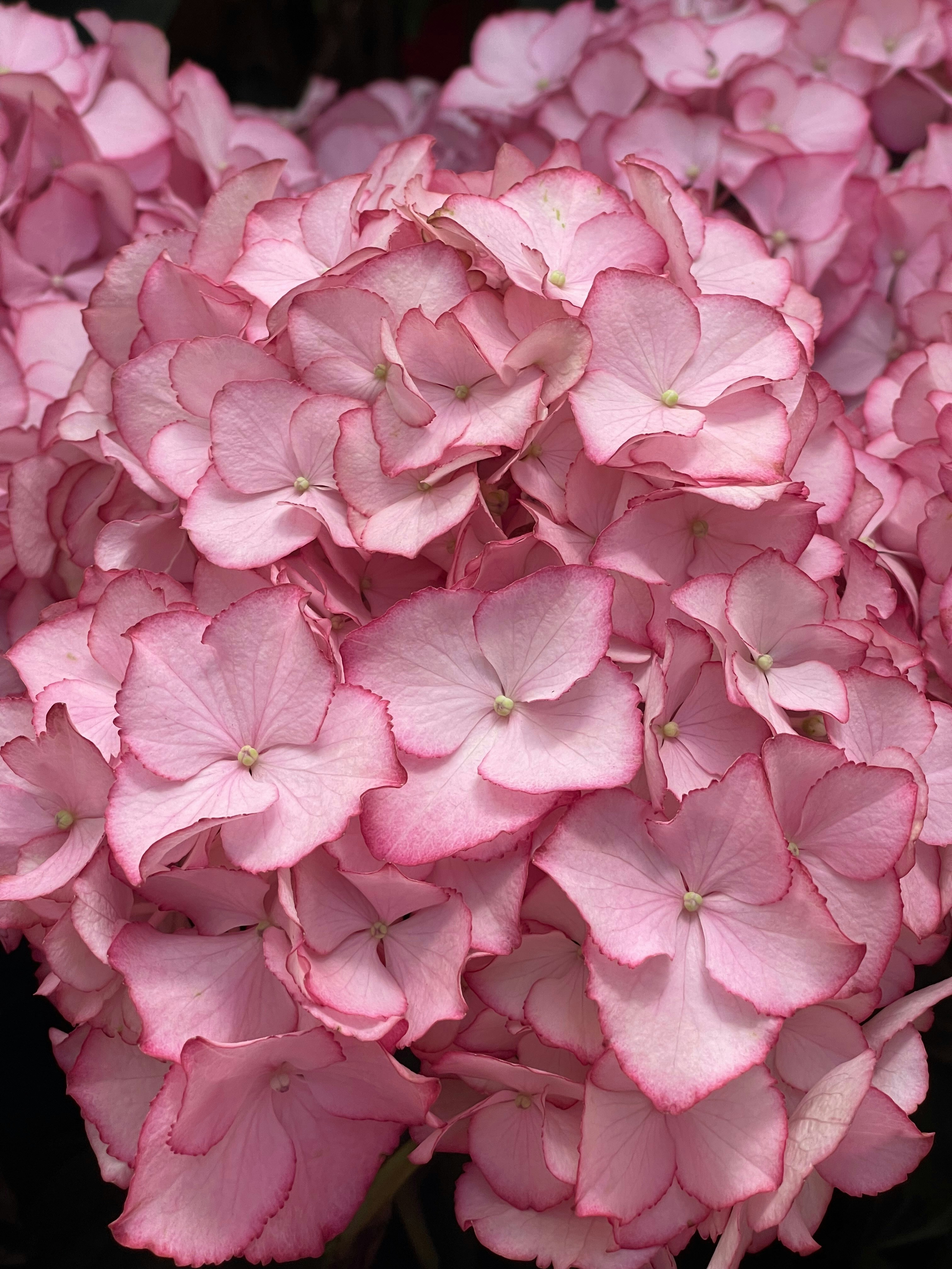 Photo by Abigail ward with Apple iPhone 12 Pro Max