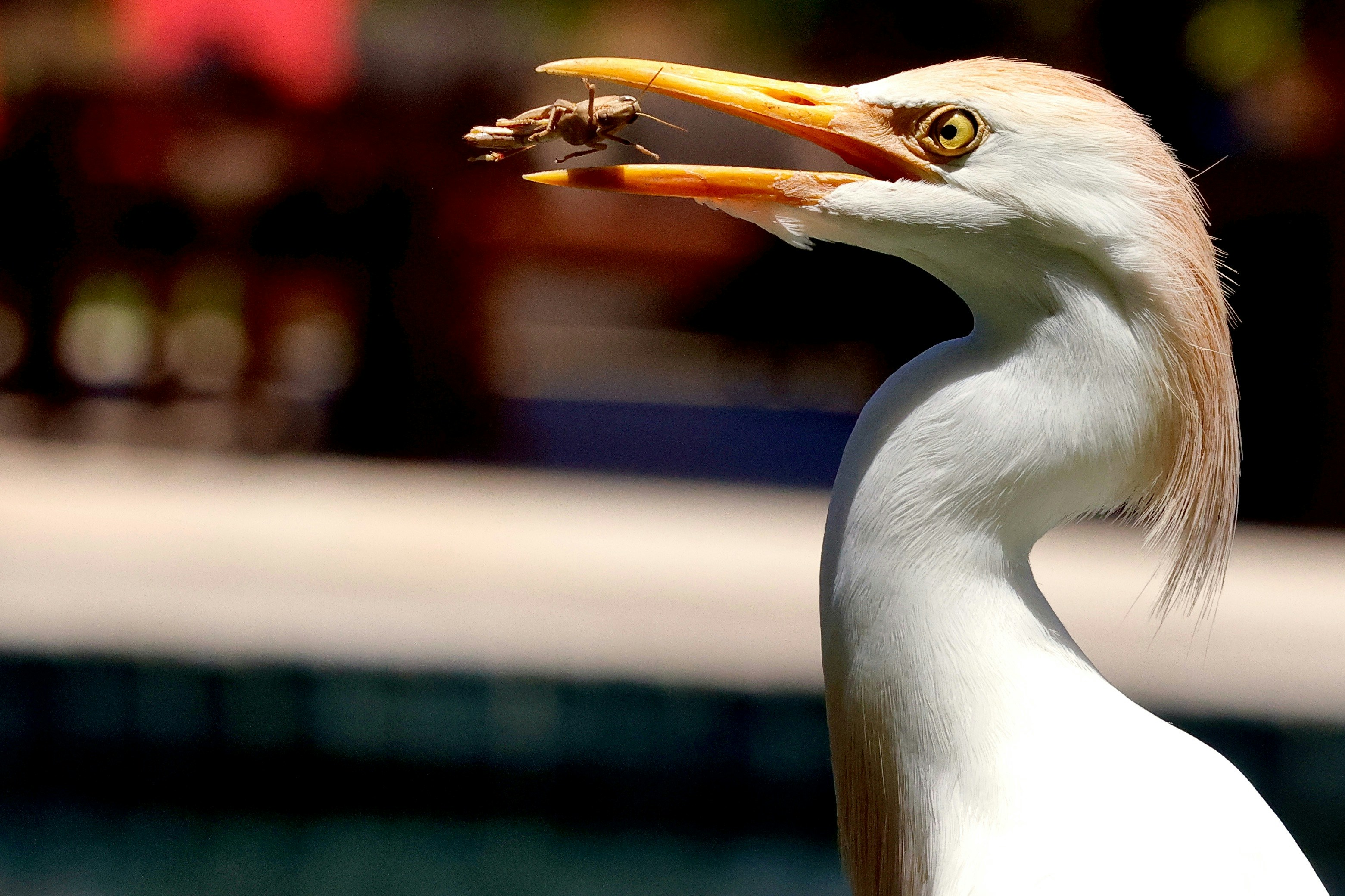 Sunlit Precision: a white heron seizes a tiny quarry at the pool's edge