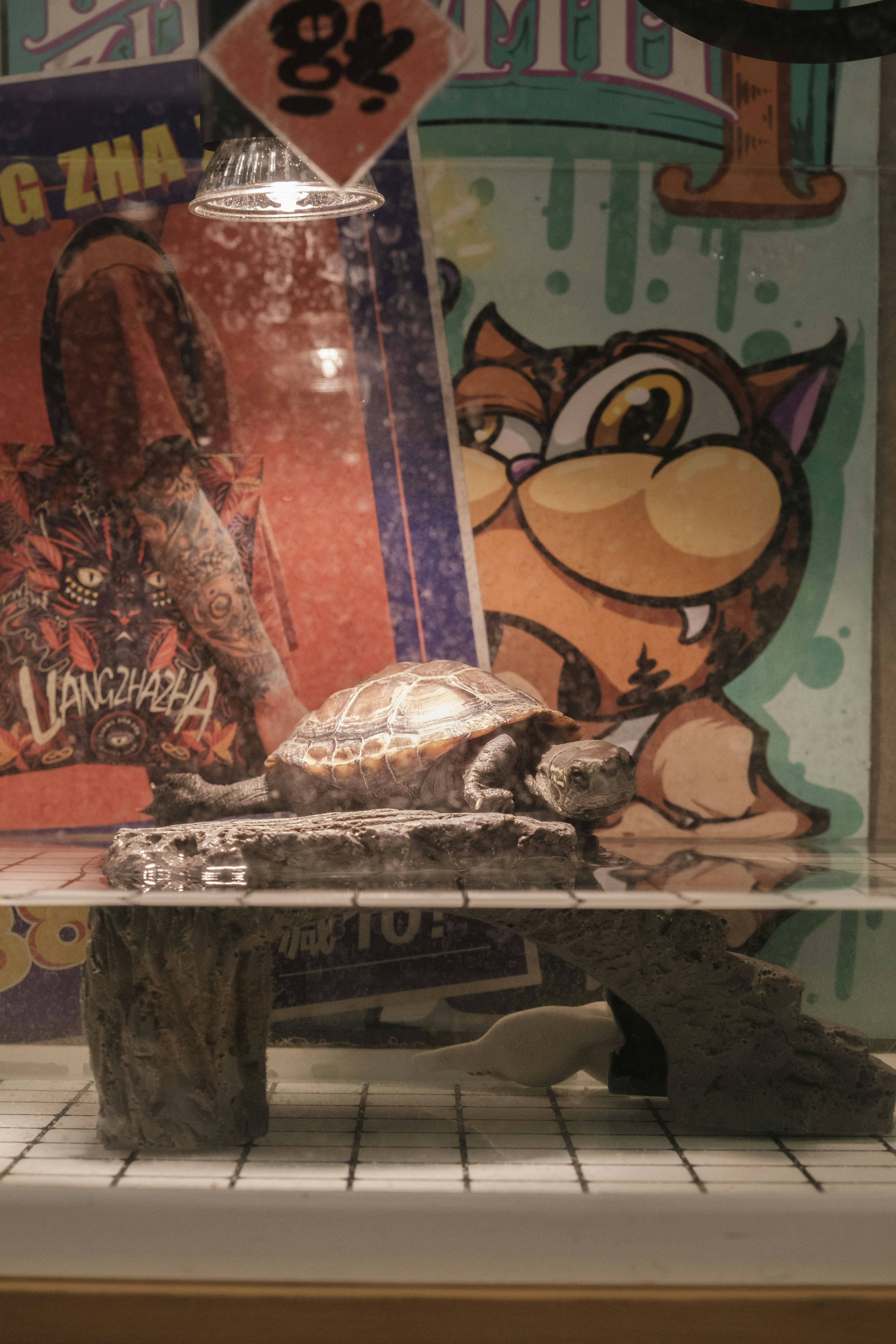 A display case with a tortoise shell in it photo – Free Art Image on ...