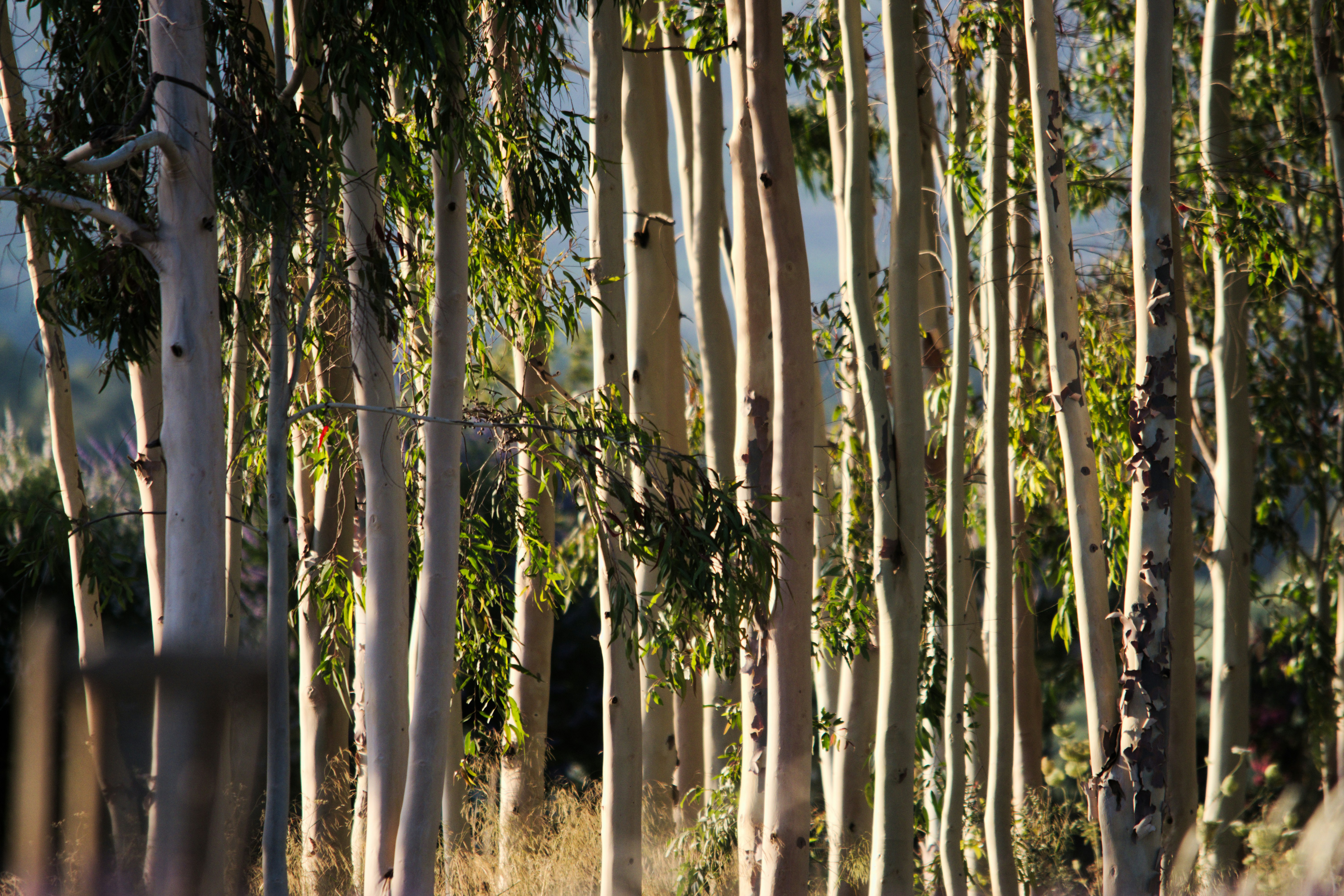 Sunlit Eucalyptus Columns in a Quiet Grove