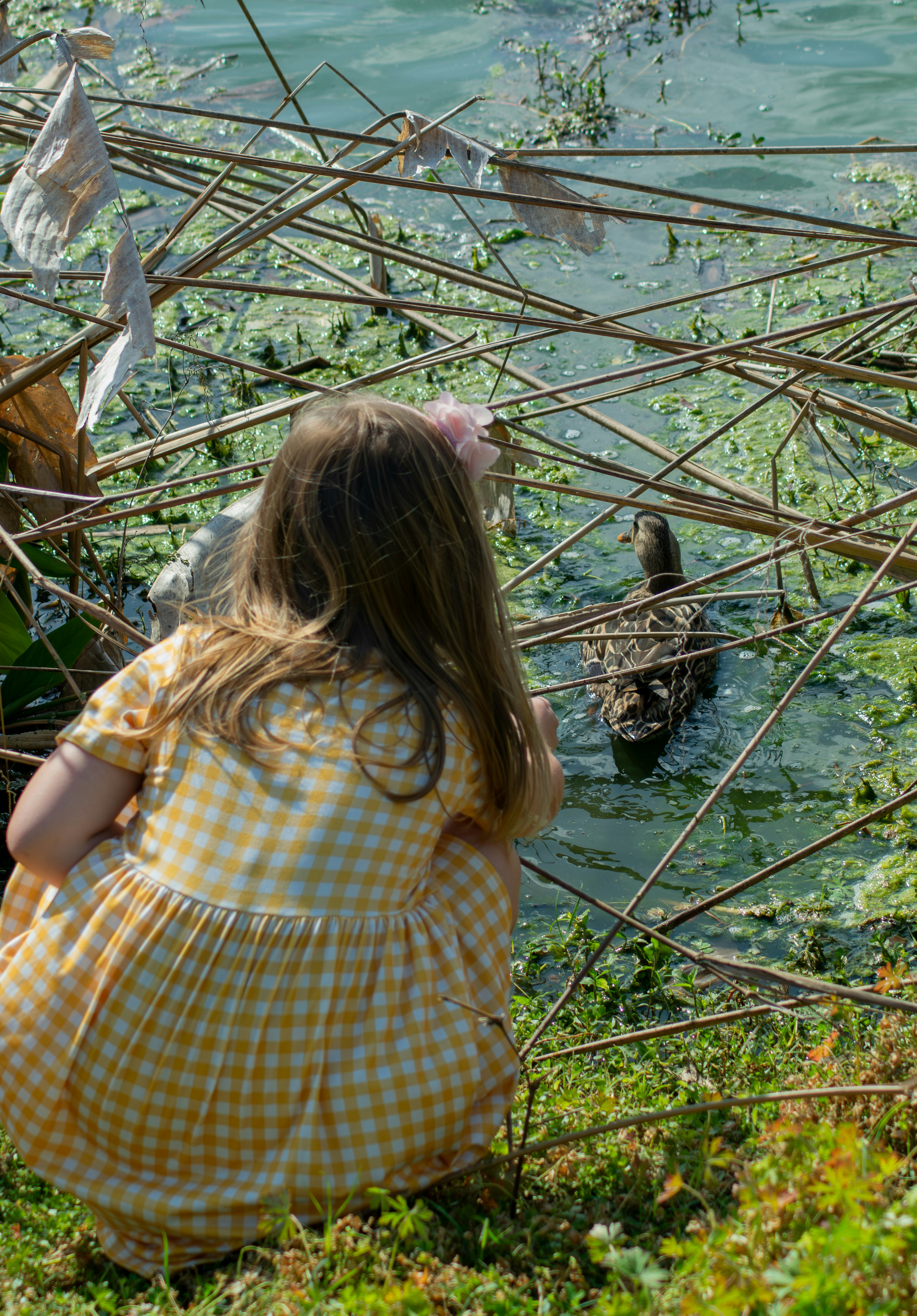 Quiet Curiosity by the Pond: A Child Observes a Duck Through Tangled Reeds