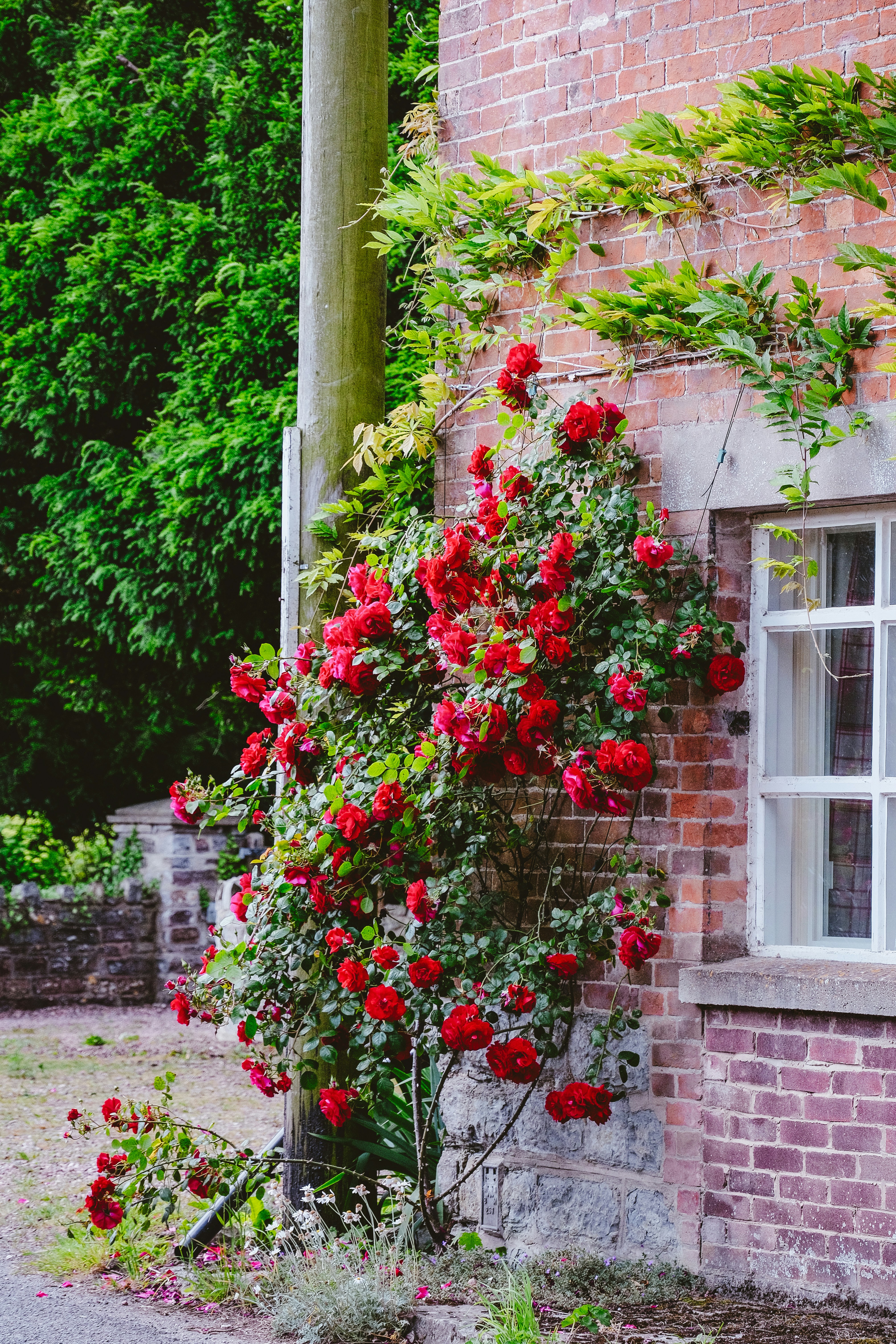 A brick building with red flowers growing up the side of it photo ...
