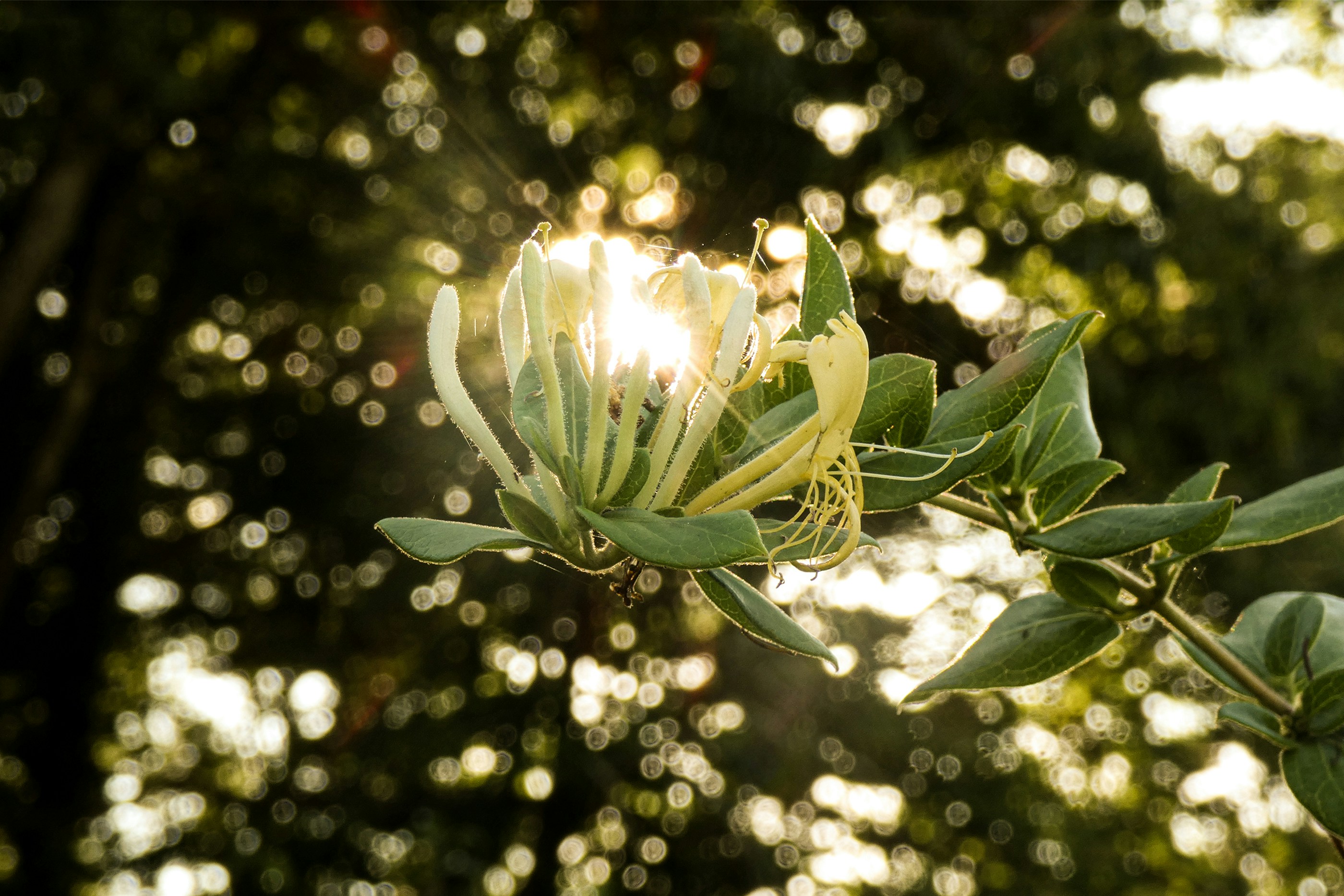 Backlit Honeysuckle Pendant: Sunlit Bloom Amid a Forest Glow
