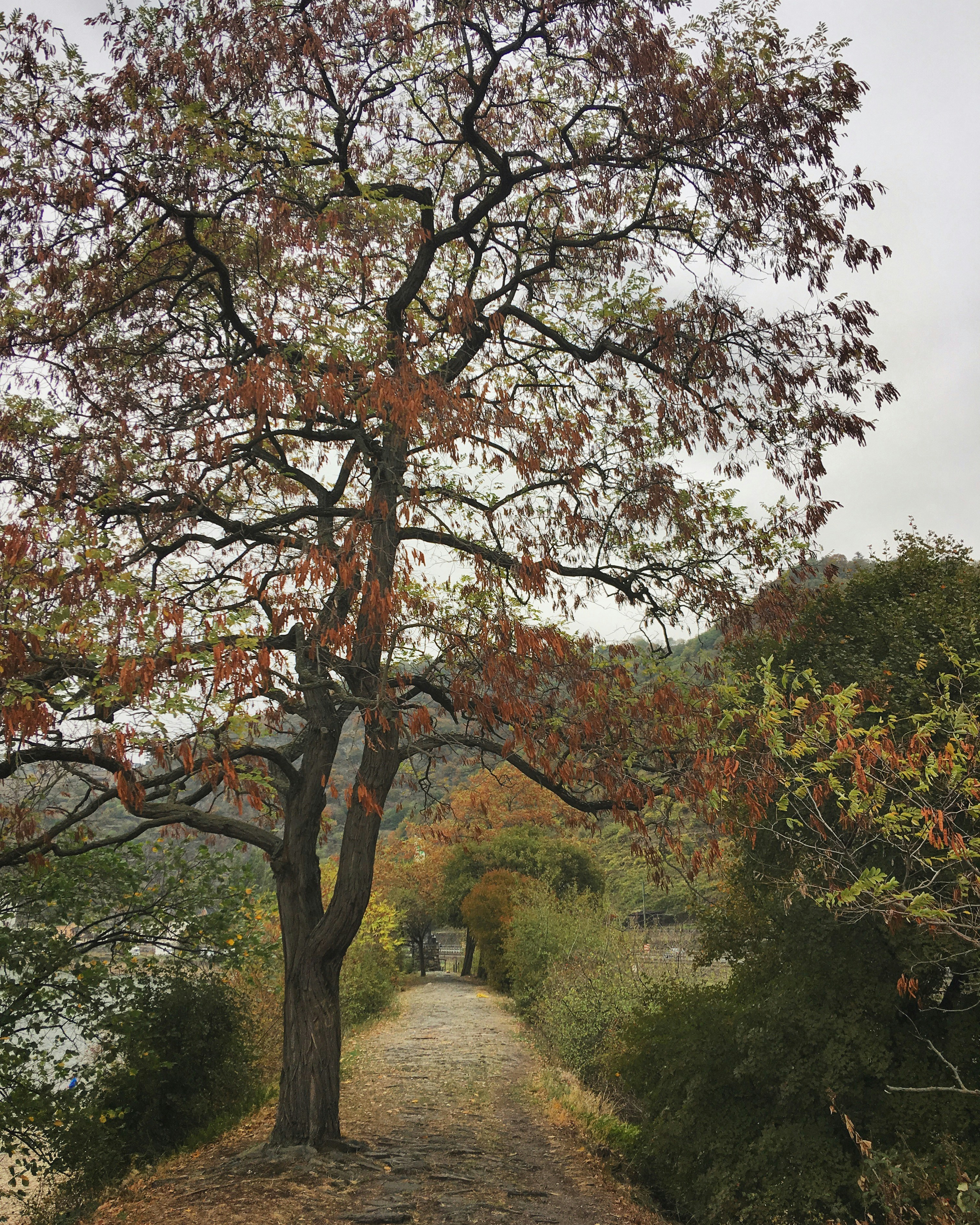 Autumn Arboreal Arch Framing a Quiet Path