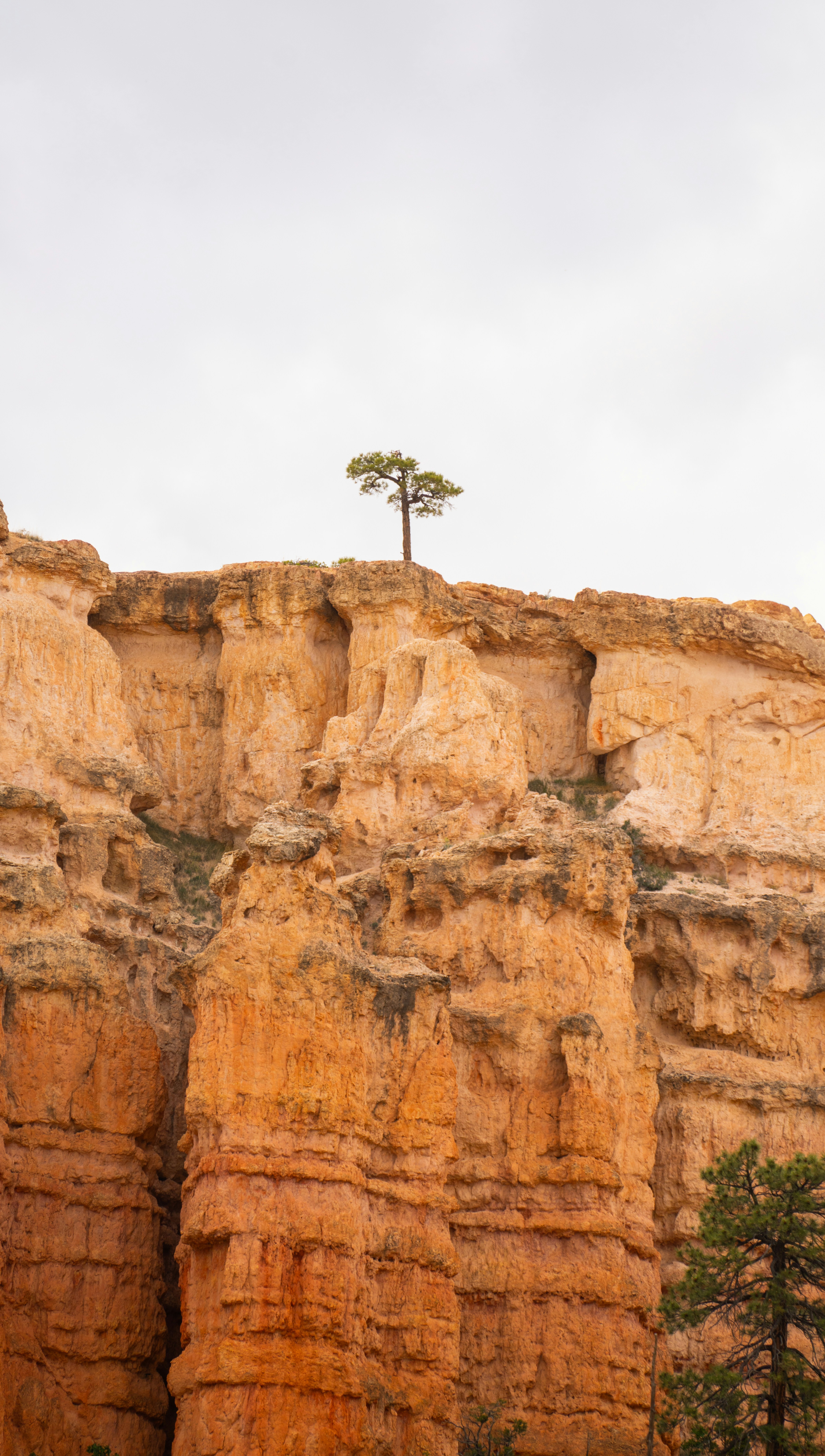 A lone tree on top of a cliff photo – Free Nature Image on Unsplash