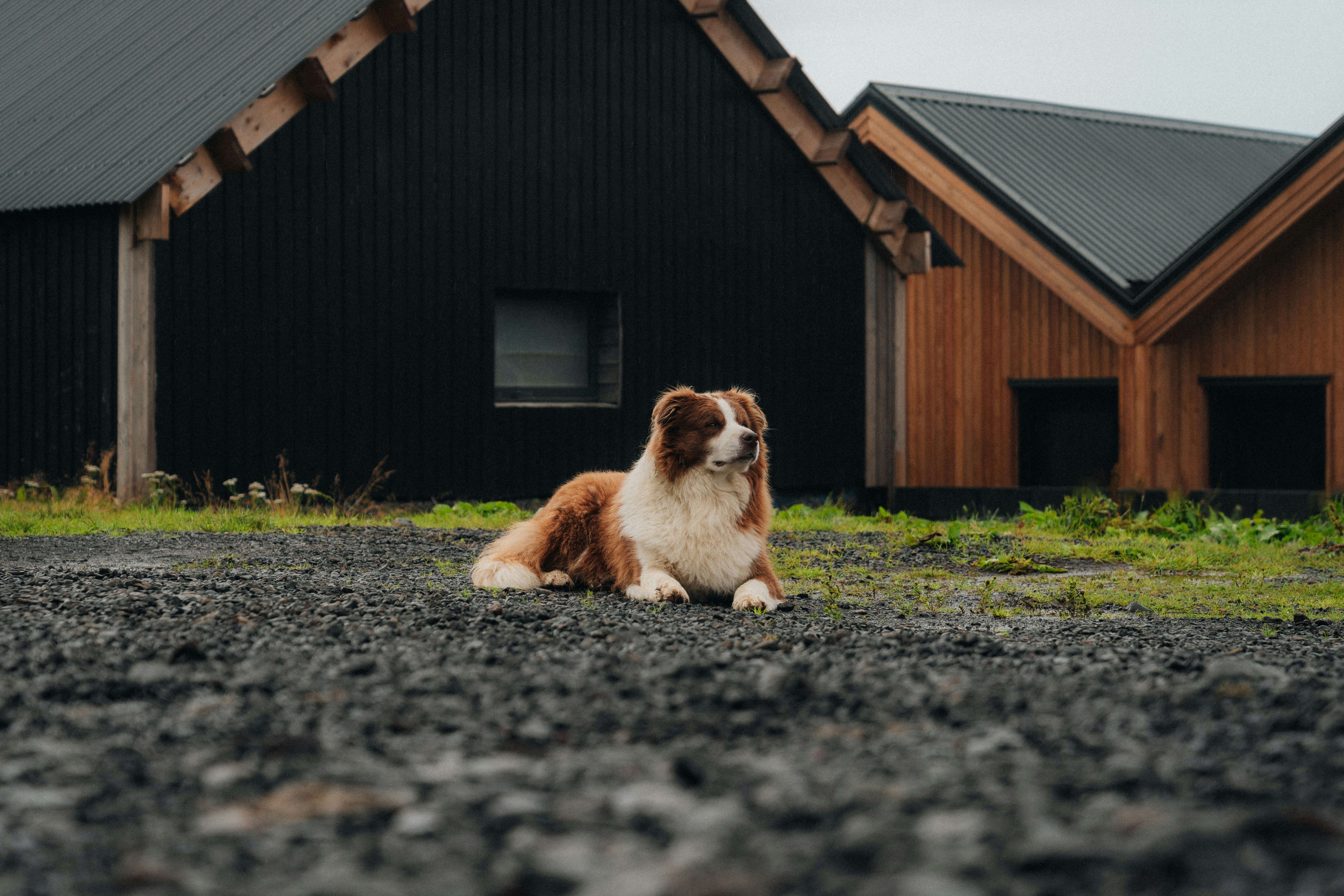 Icelandic Dog