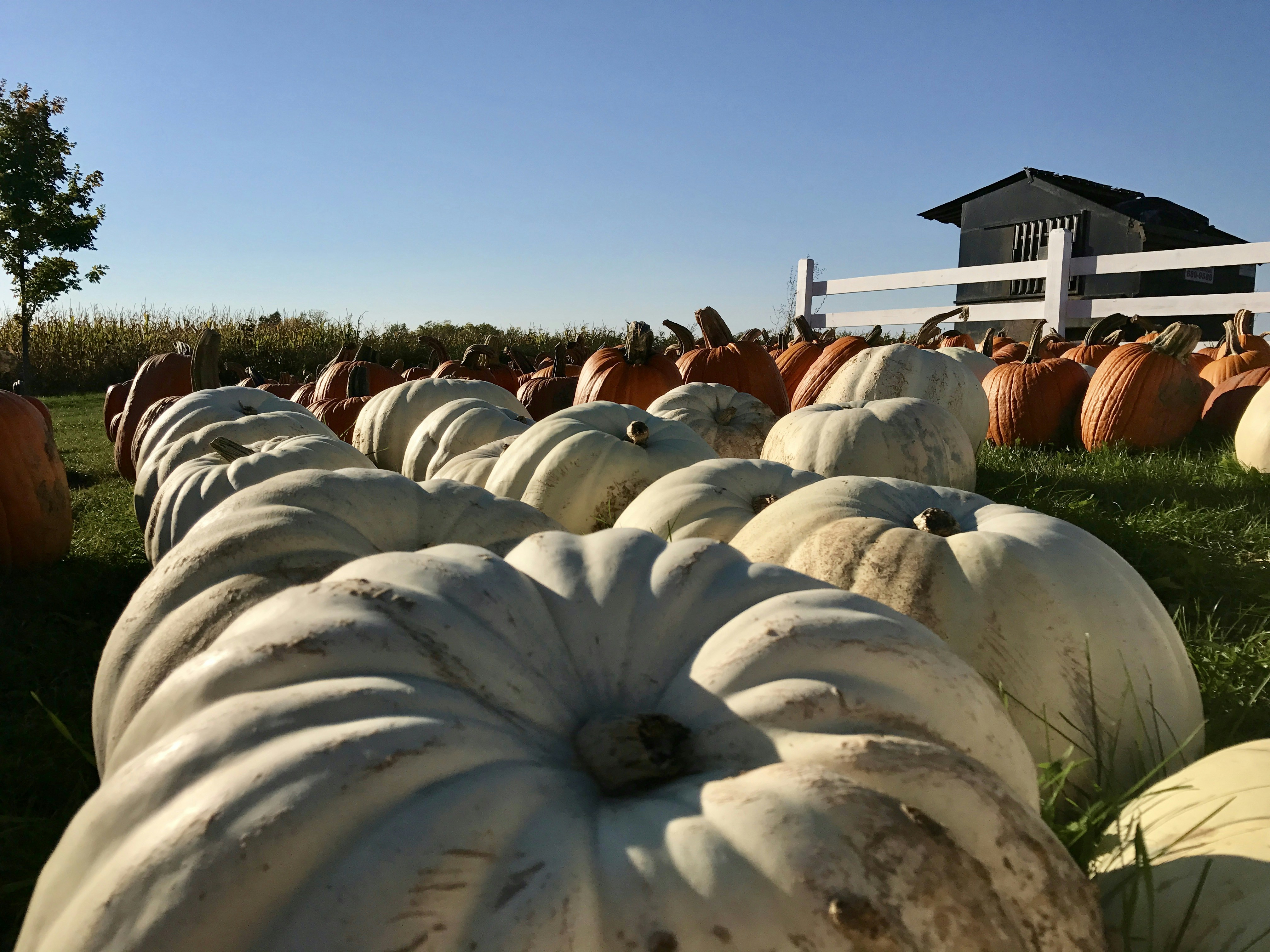Ivory Row to the Barn: White pumpkins line a sunlit farmyard