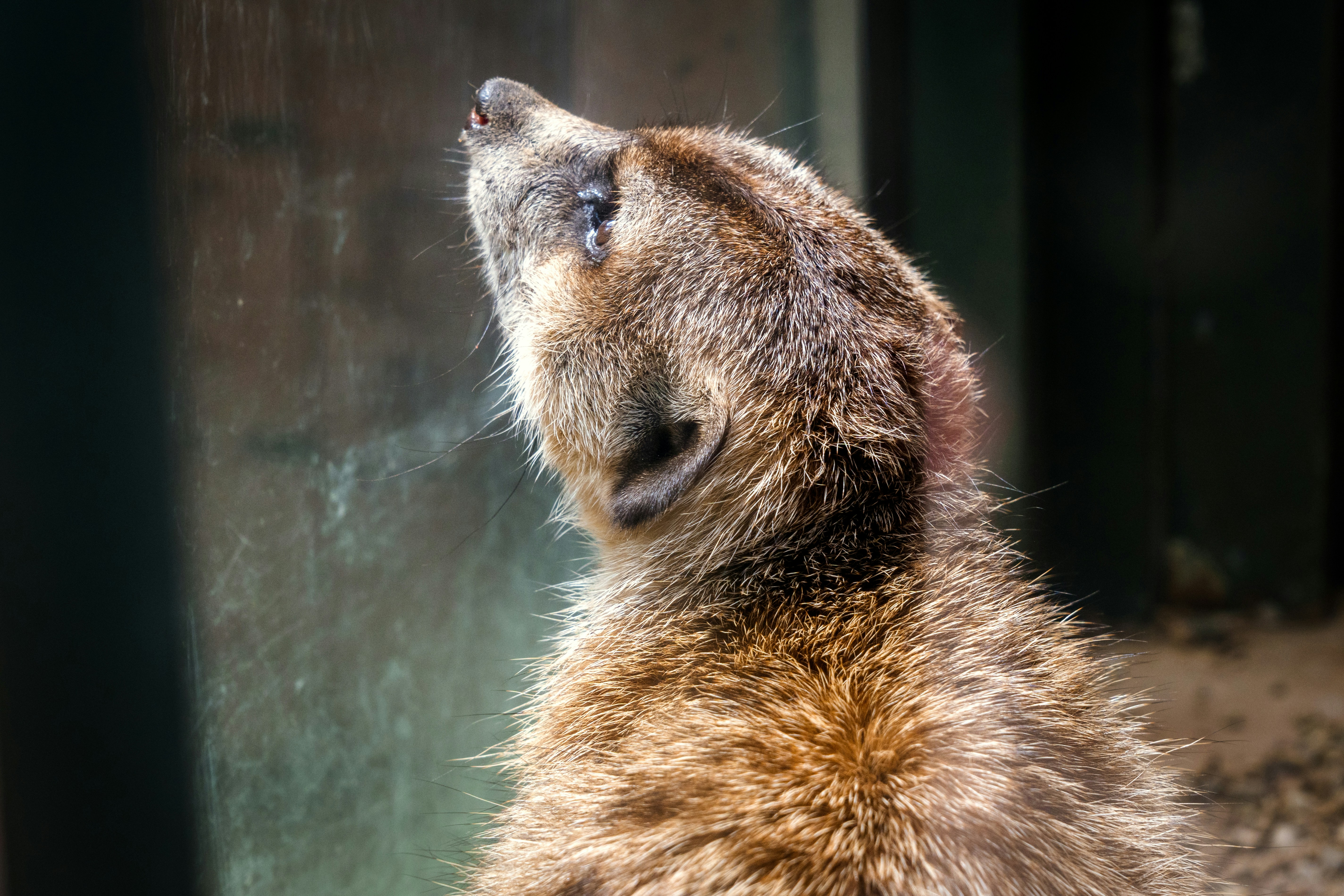 A close up of a furry animal looking up photo – Free Bear Image on Unsplash