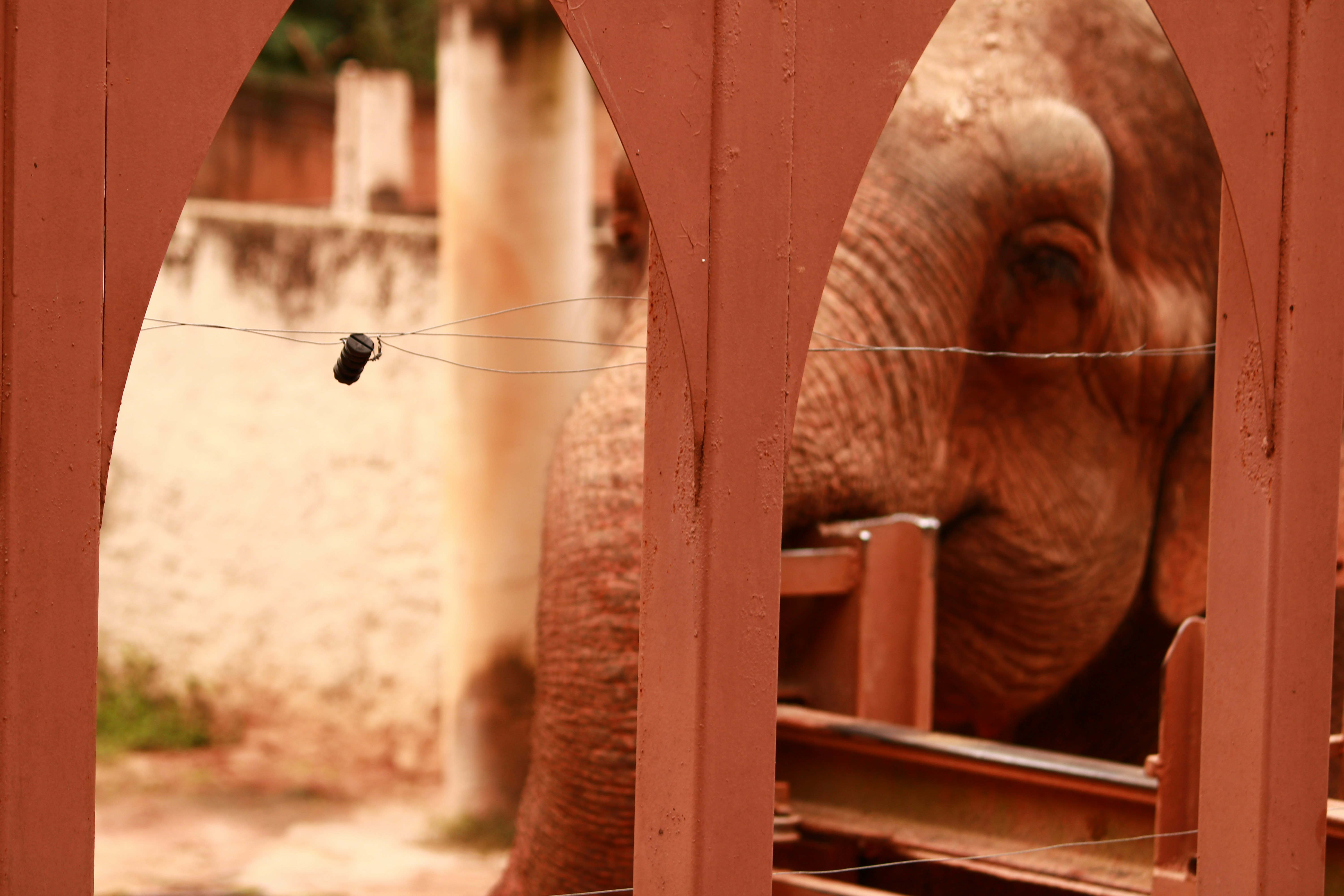 Elephant Framed by Archway: Quiet Gaze Through Red Bars