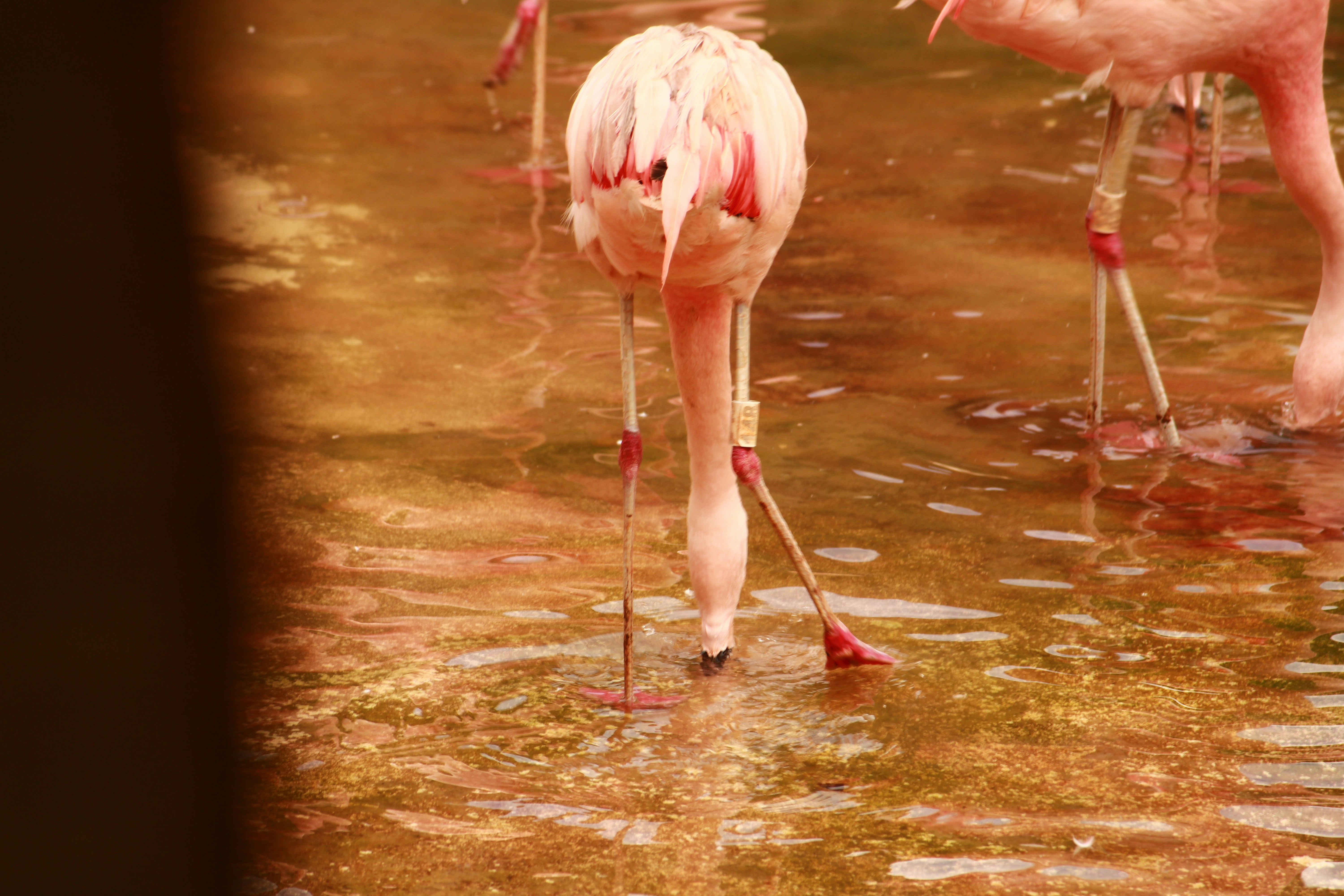 A group of flamingos standing in a body of water photo – Free Black ...