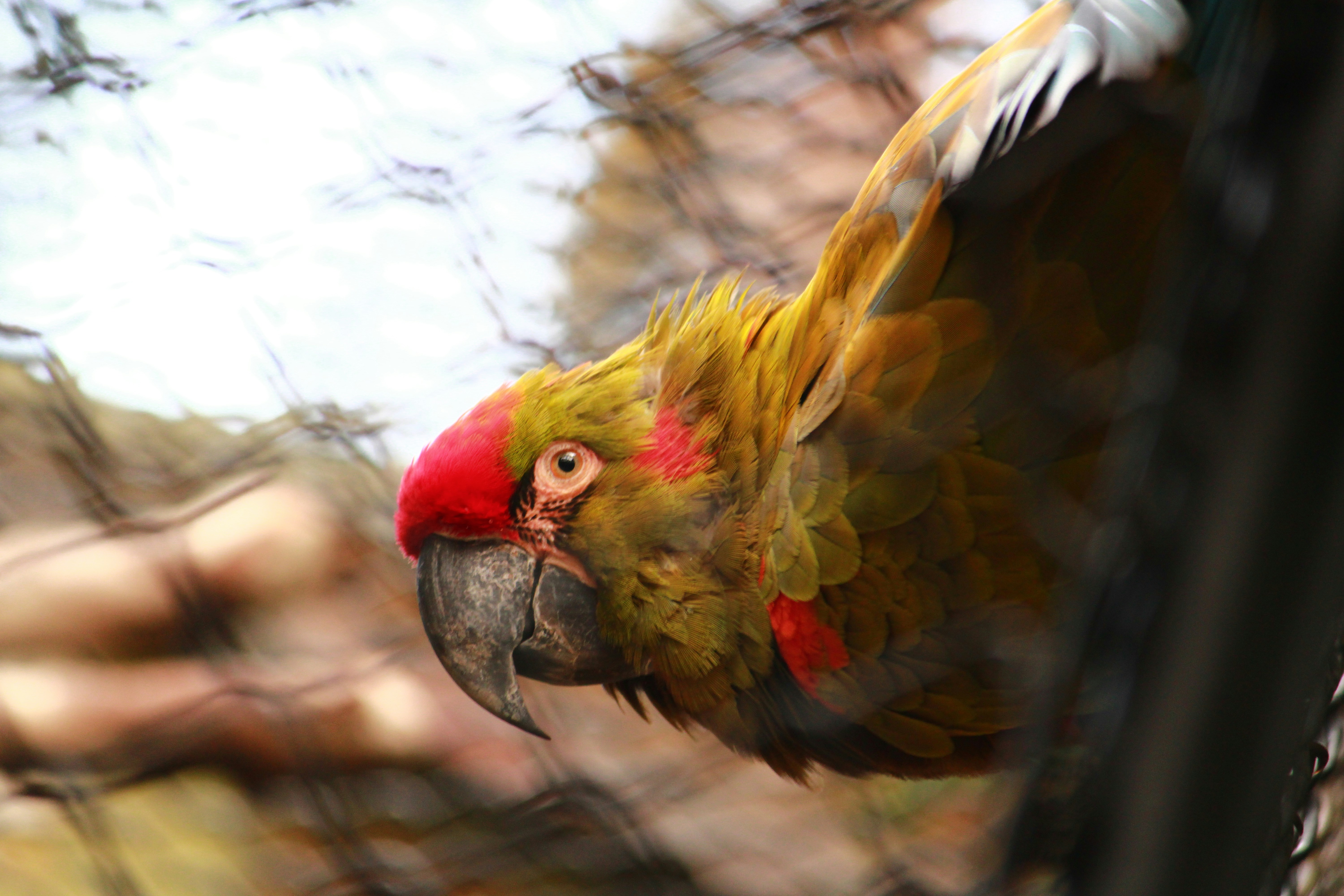 Crimson Beak and Verdant Plumage: Macaw in Close Focus