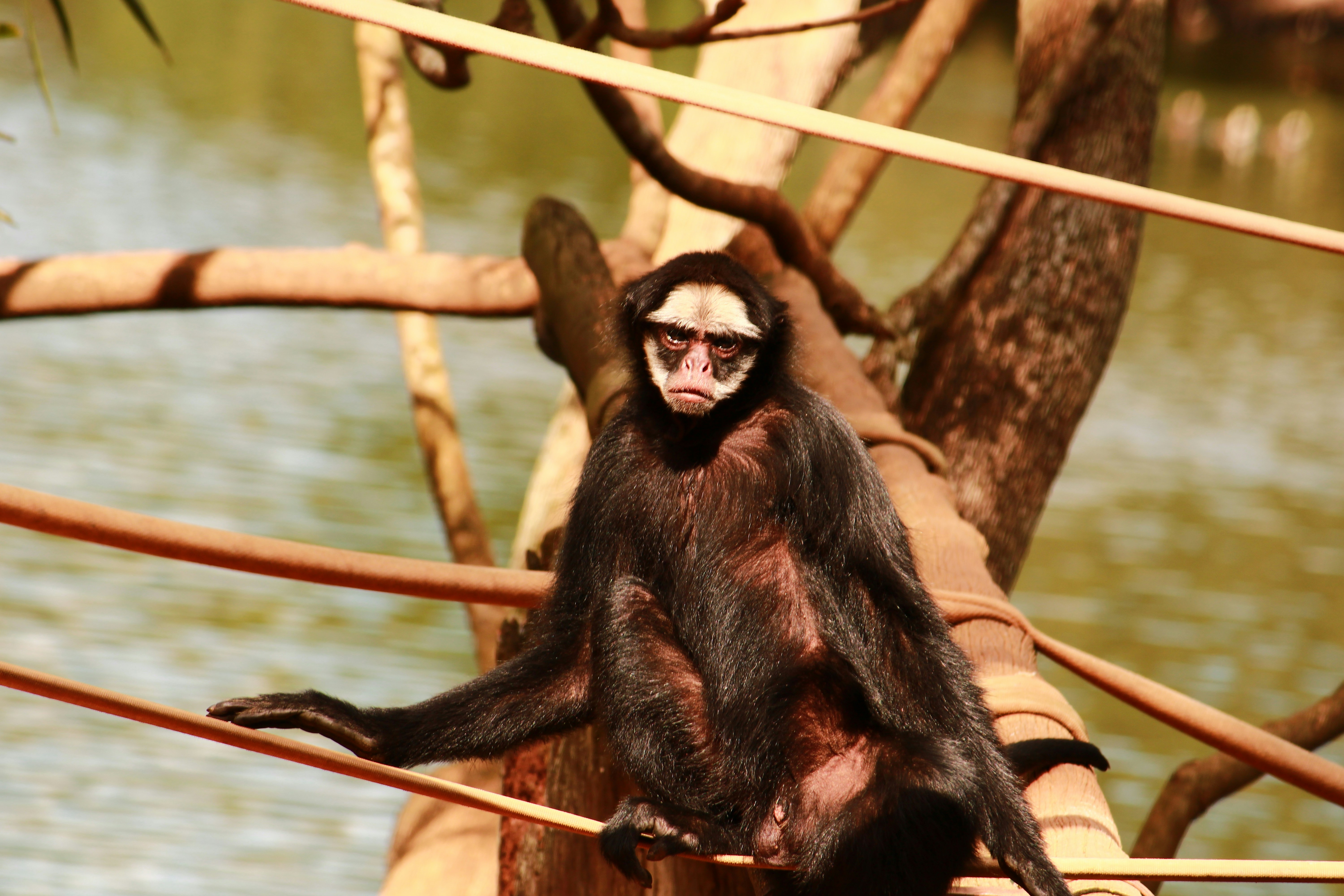 Curious Ape Pausing on a Tangle of Branches