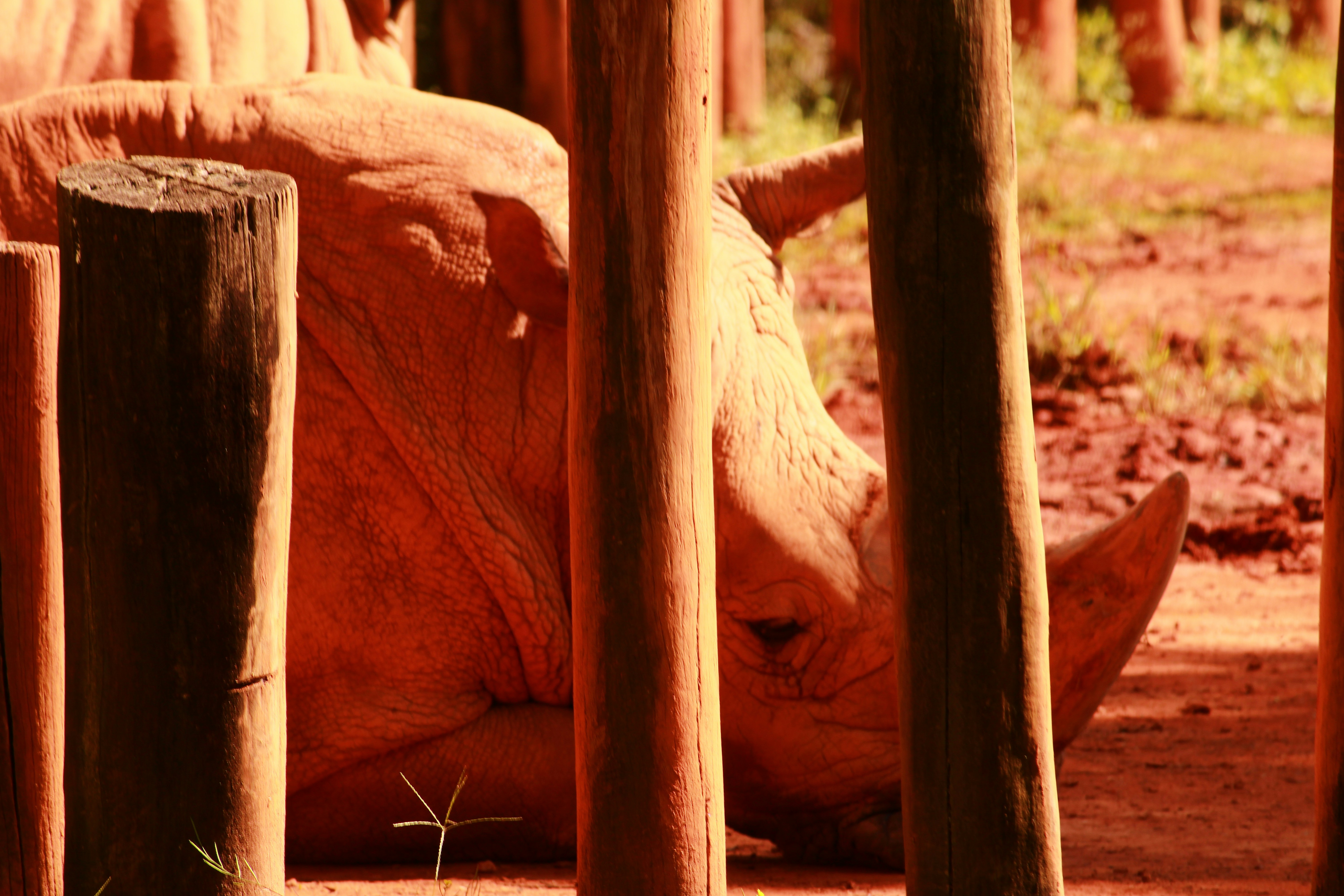Sun-warmed Slumber: Rhino Resting Between Weathered Posts