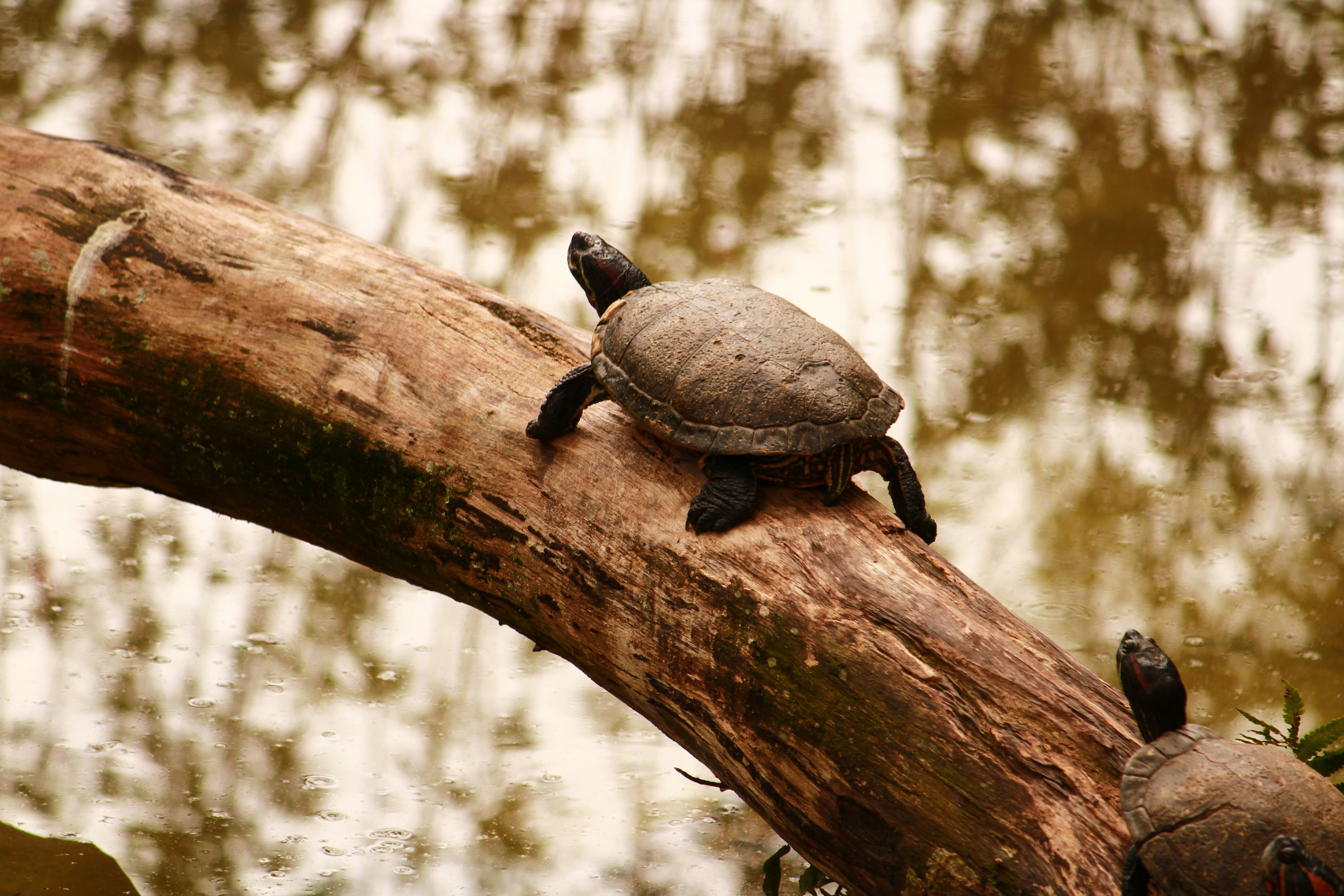 Basking on a Weathered Log: Turtles in a Quiet Wetland