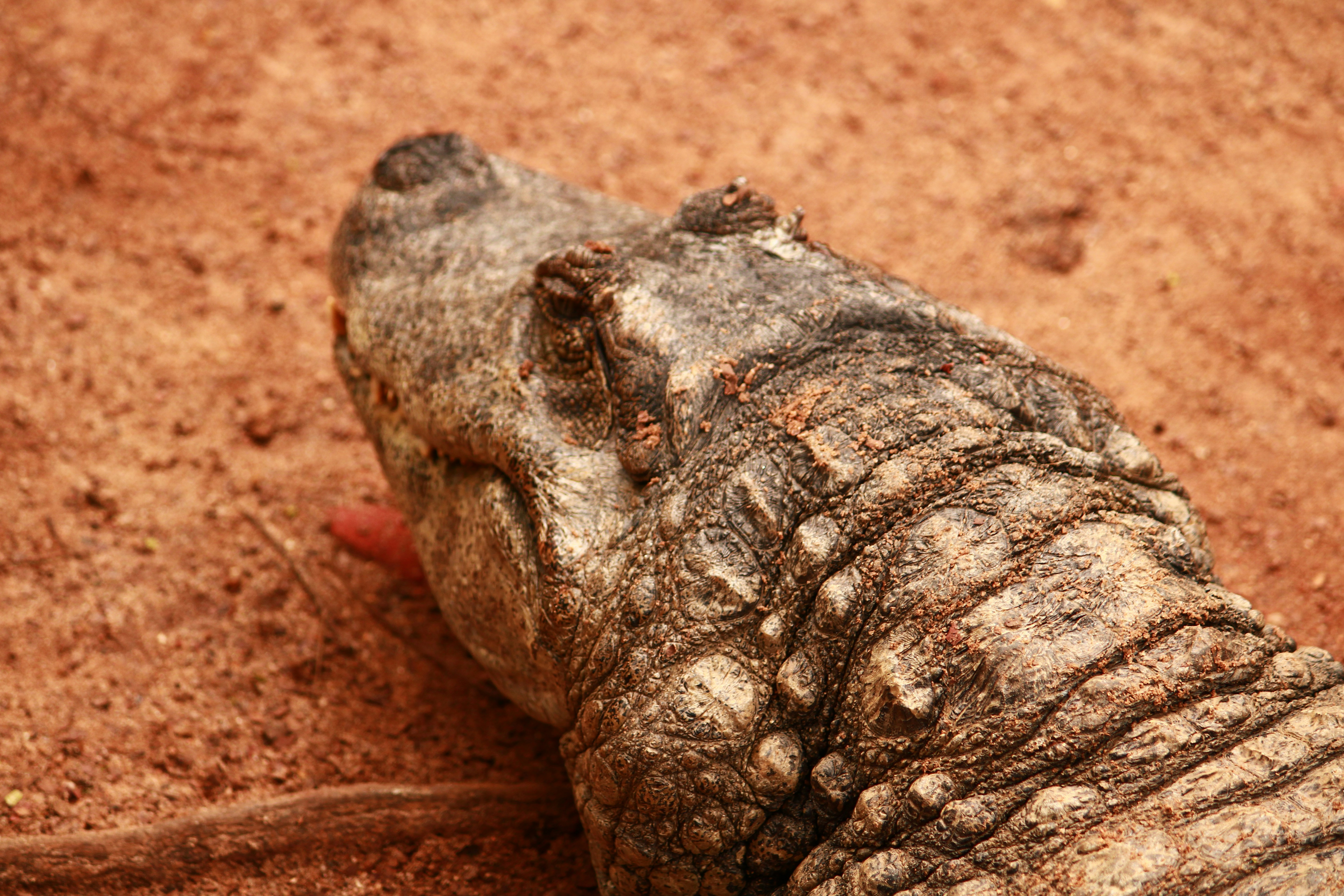 Sun-baked Crocodile Snout: Weathered Texture on Red Desert Sand